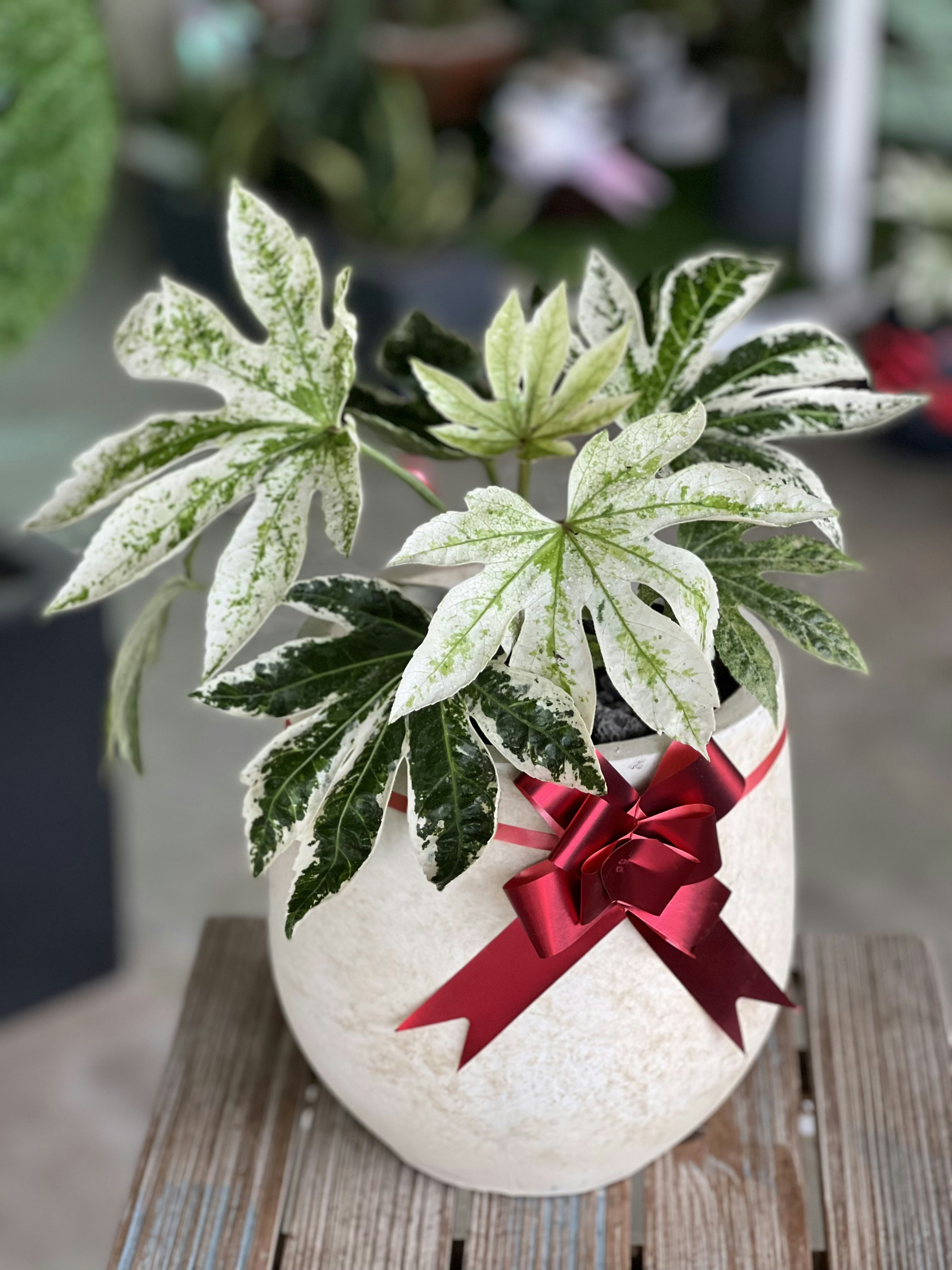 Gift-Wrapped Variegation: Snow-veined Palmate Leaves in White Pot