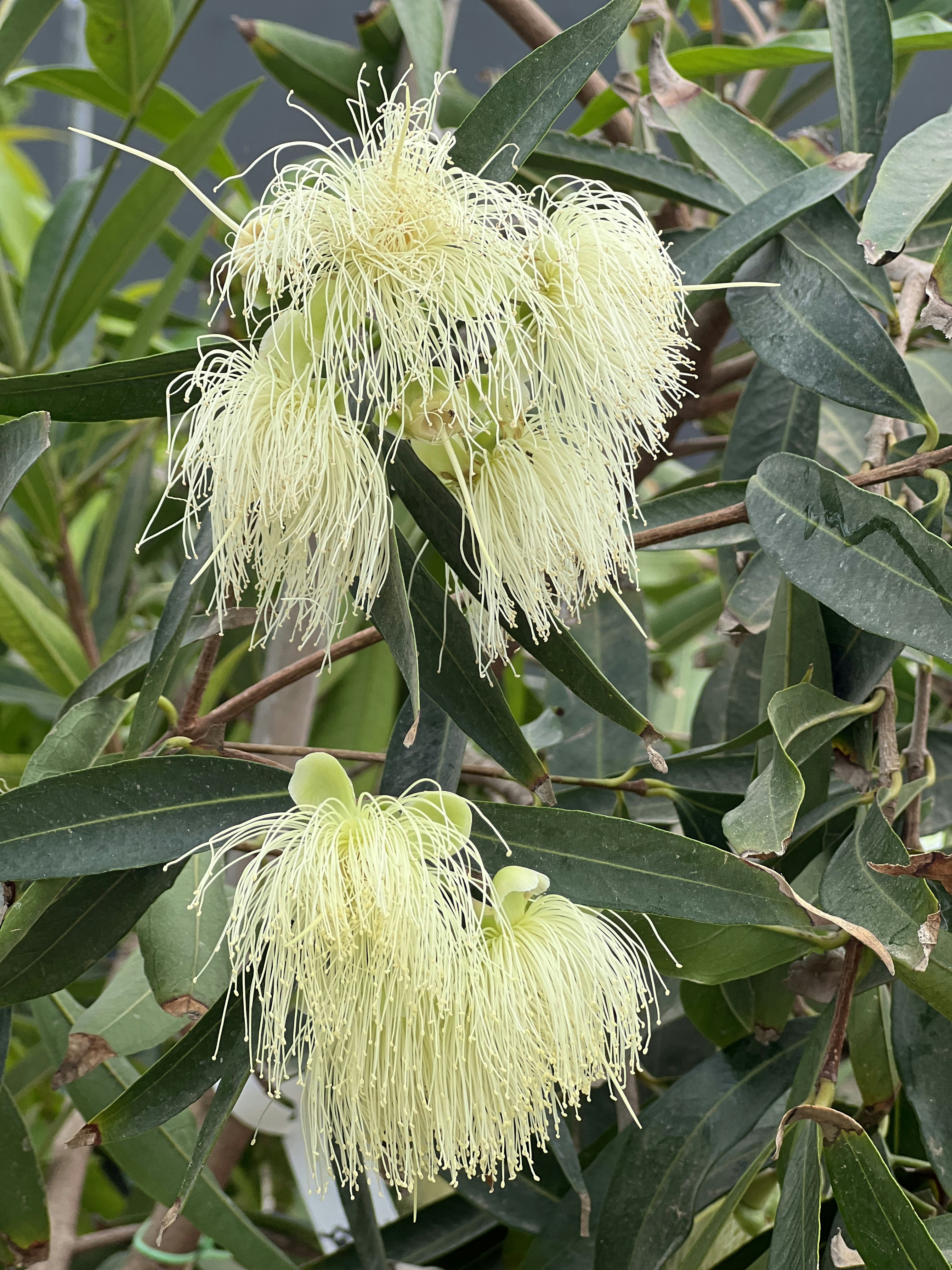 A couple of cacti growing on a tree photo – Free Plant Image on Unsplash