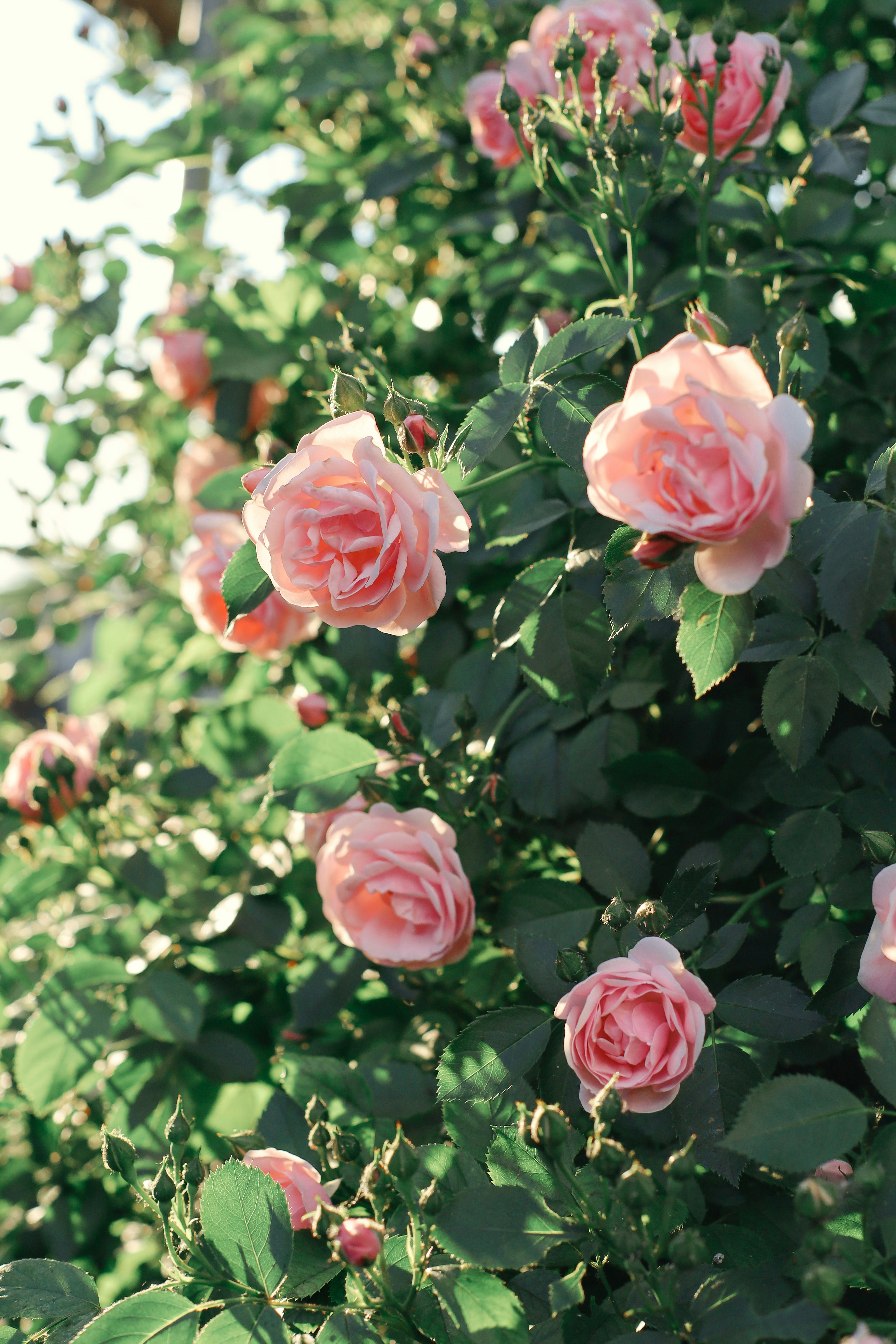 Foto zum Thema Eine Gruppe rosa Rosen – Kostenloses Bild zu Rose auf ...