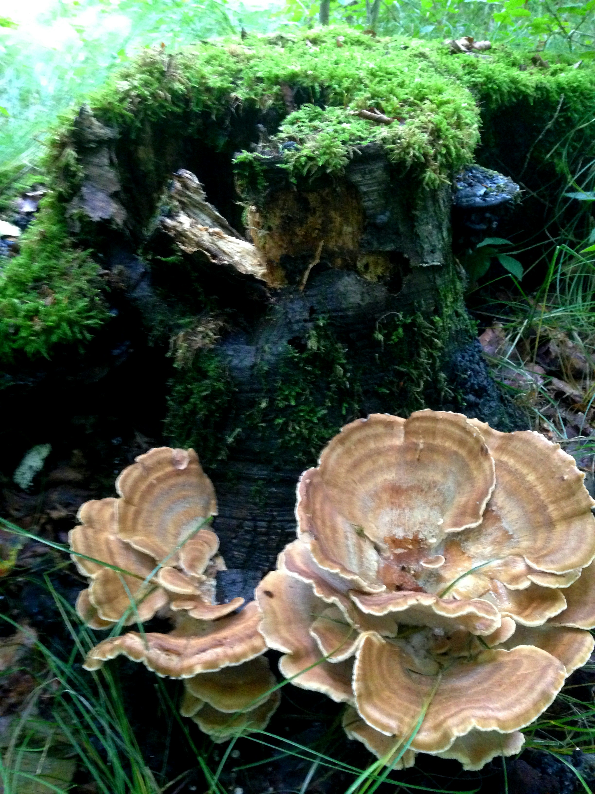 Shelf Fungi Crown the Mossy Stump in Dappled Forest Light
