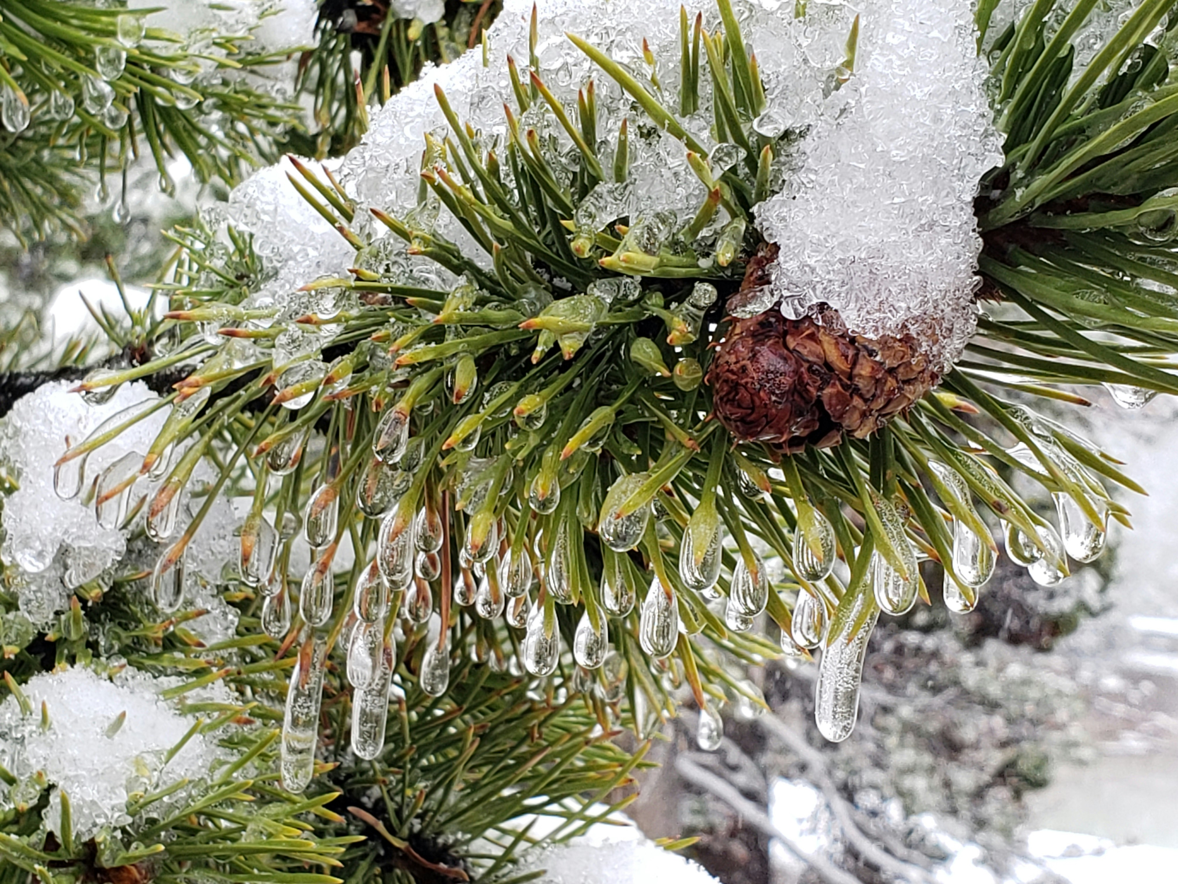 Une pomme de pin sur une branche photo – Photo Le parc national de ...