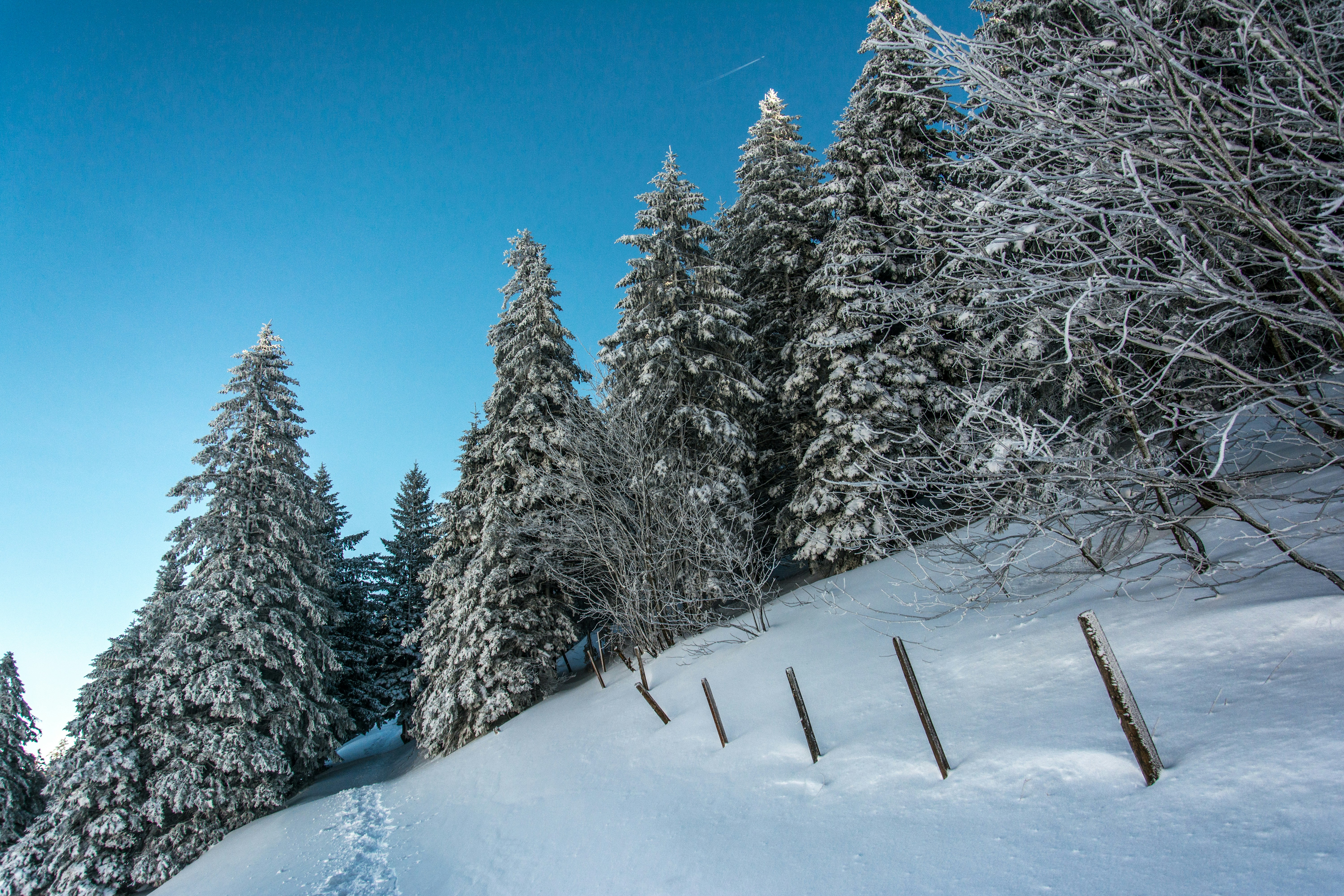 Foto Un bosque nevado con árboles – Imagen Asiente gratis en Unsplash