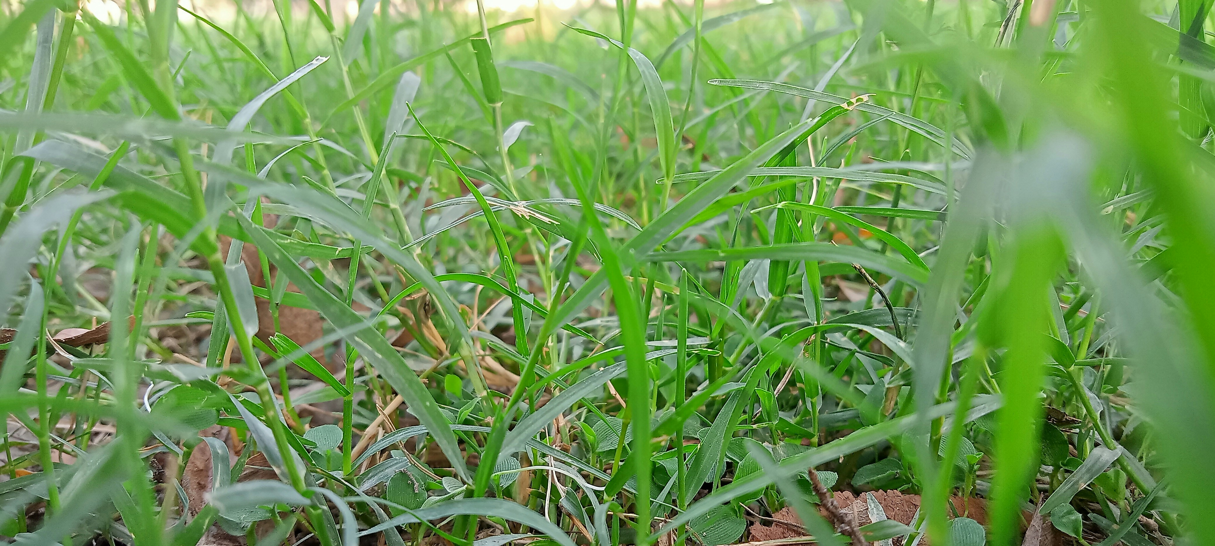 Ground-Level Mosaic: Close-Up of Grass Blades in Soft Focus