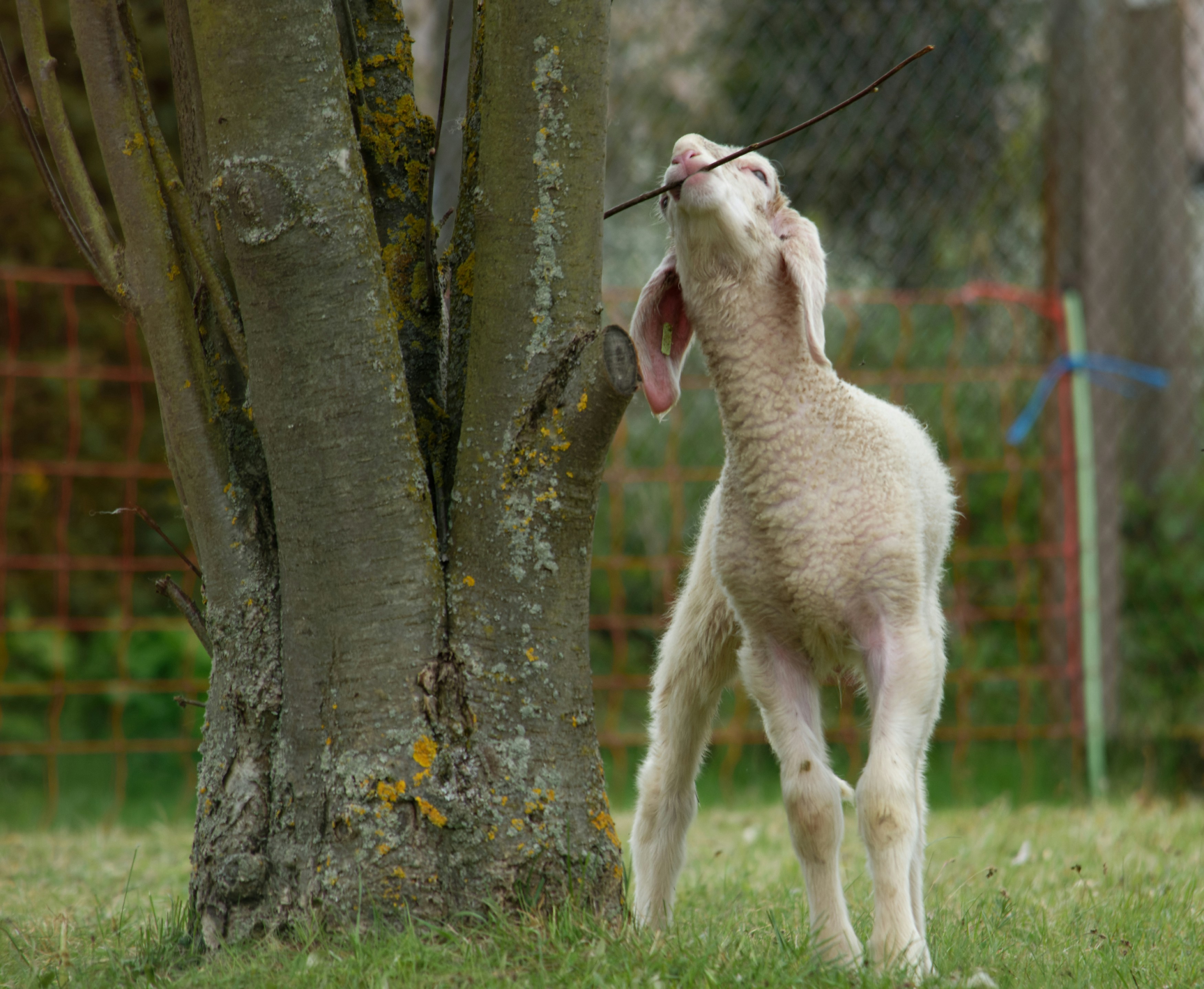 A white goat with a long stick in its mouth photo – Free Animal Image ...