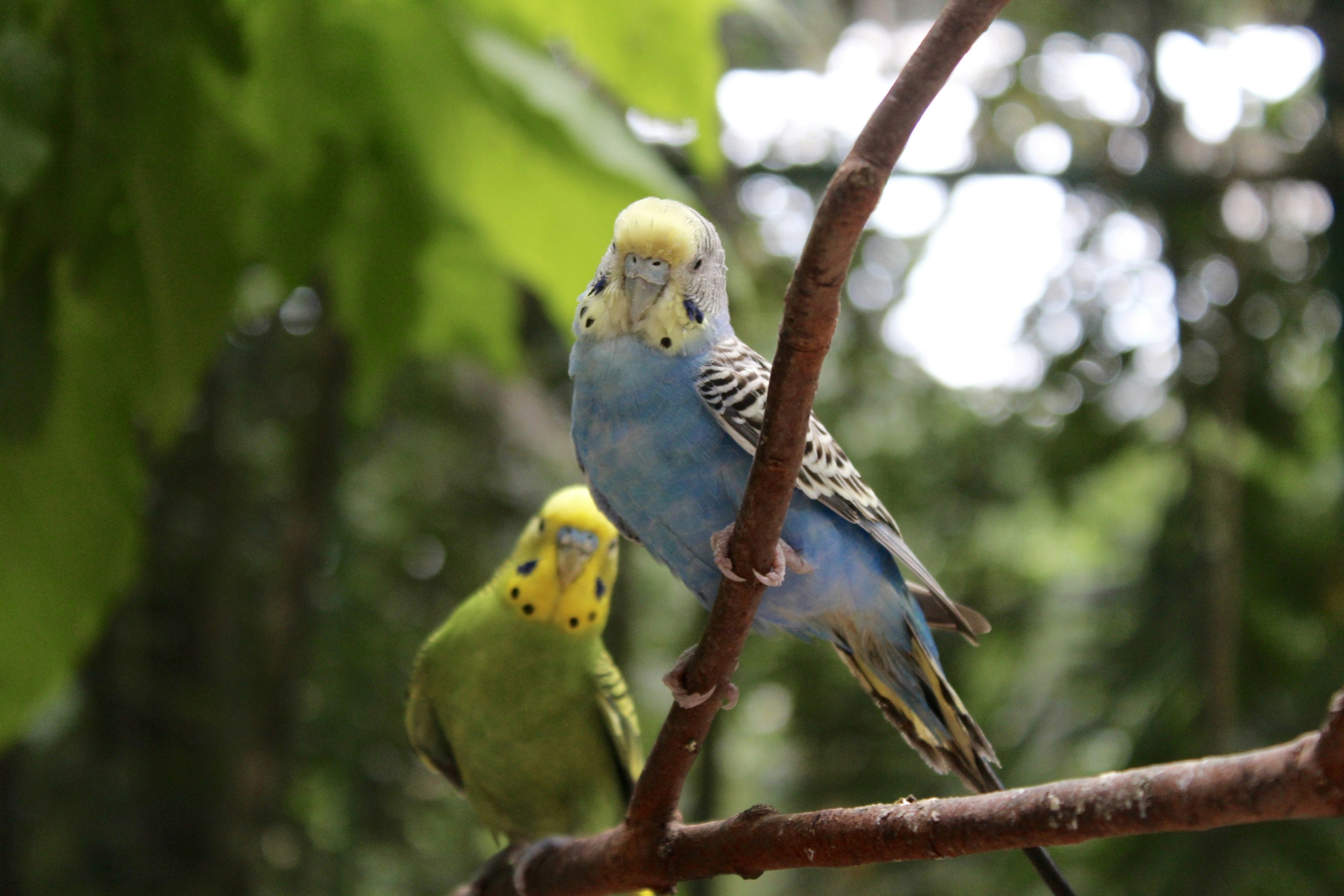 Azure Duo on a Branch: Blue Budgie Takes Center Stage
