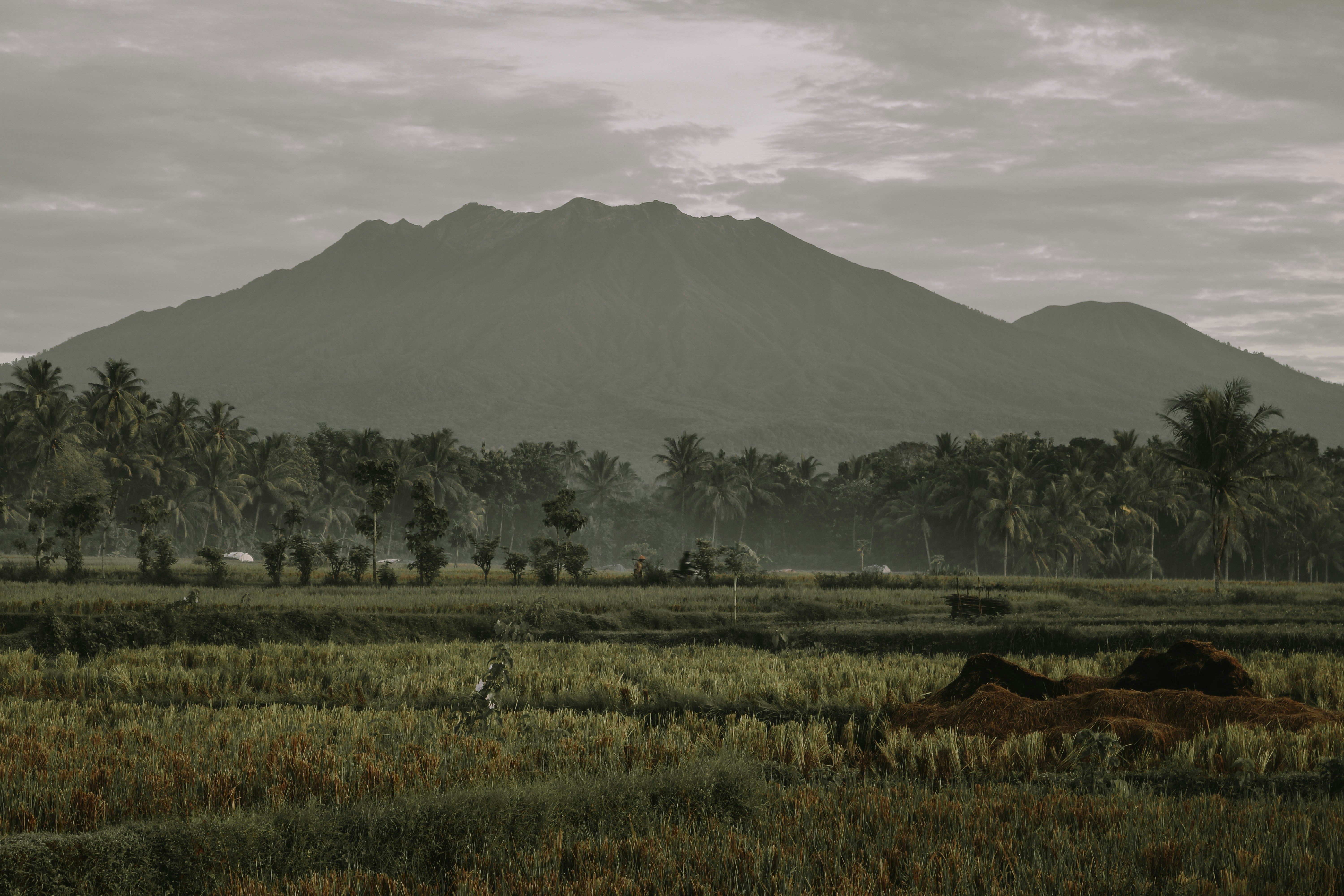 a field with trees and a mountain in the background