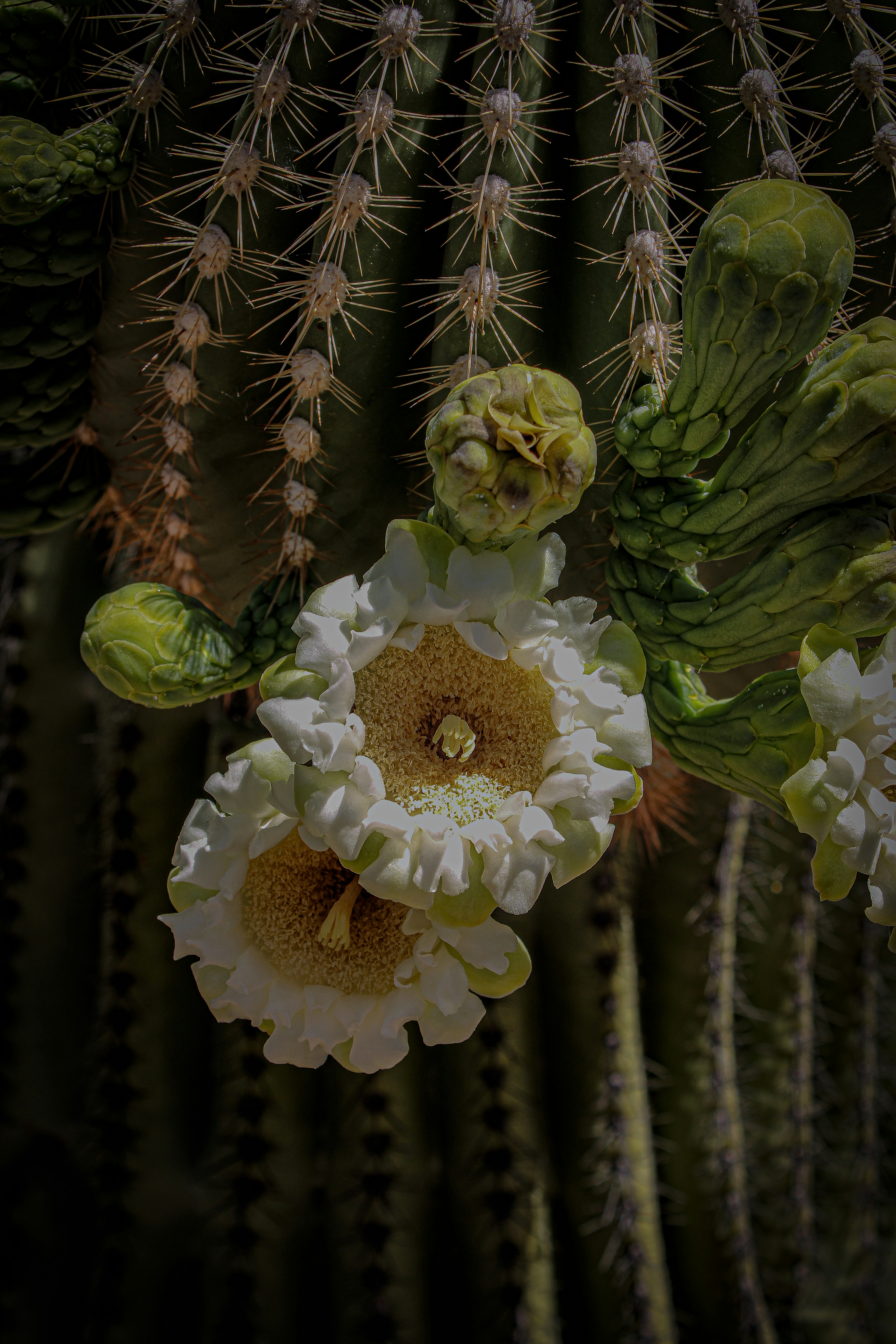 Desert Crown: White-Flower Bloom Framed by Spiny Silhouettes
