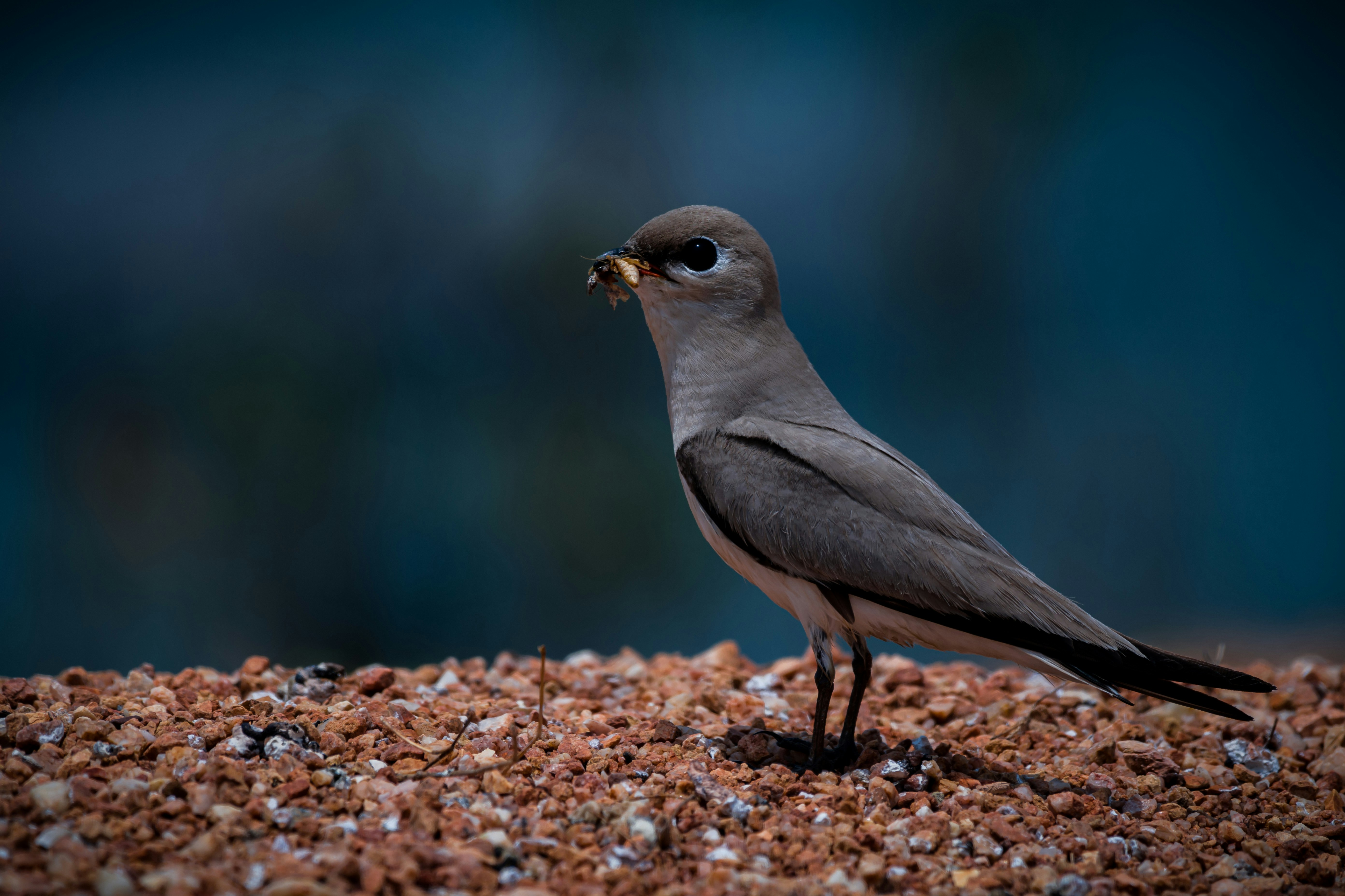 Sparrow on a gravel edge, nibbling a found crumb
