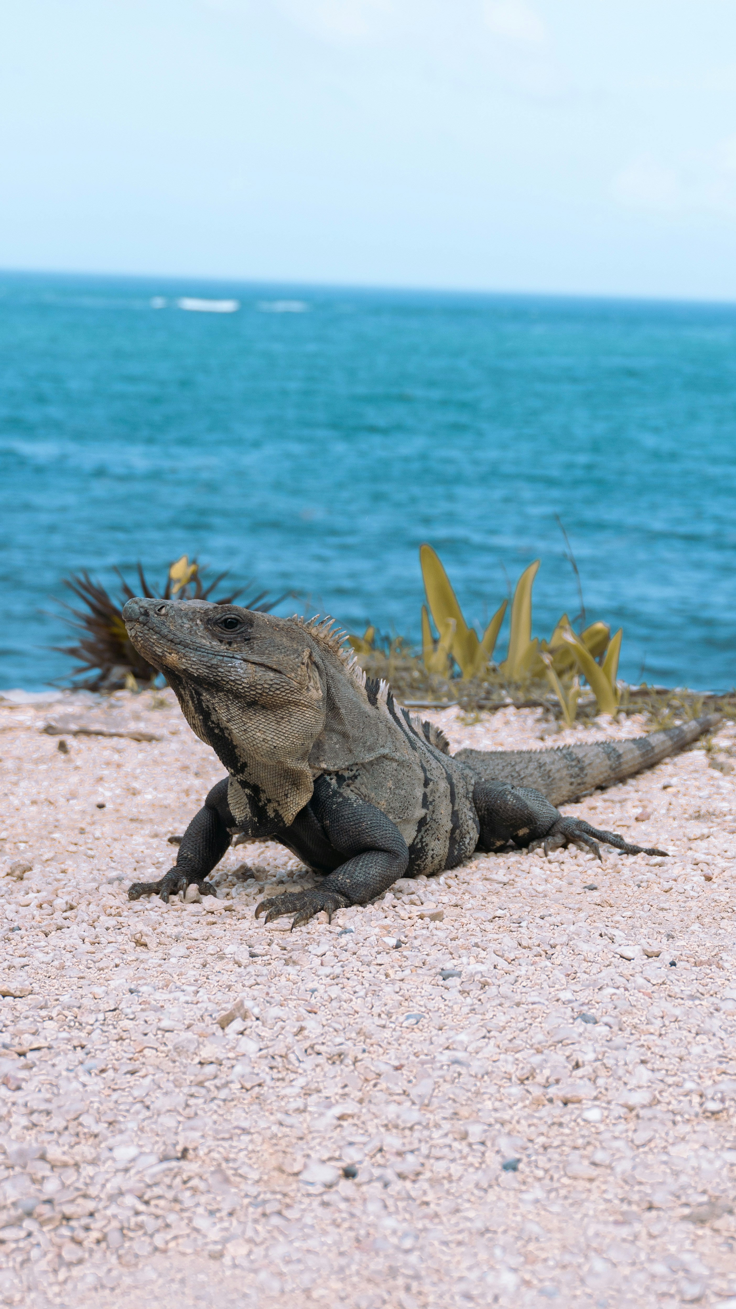 Iguana at the shore.