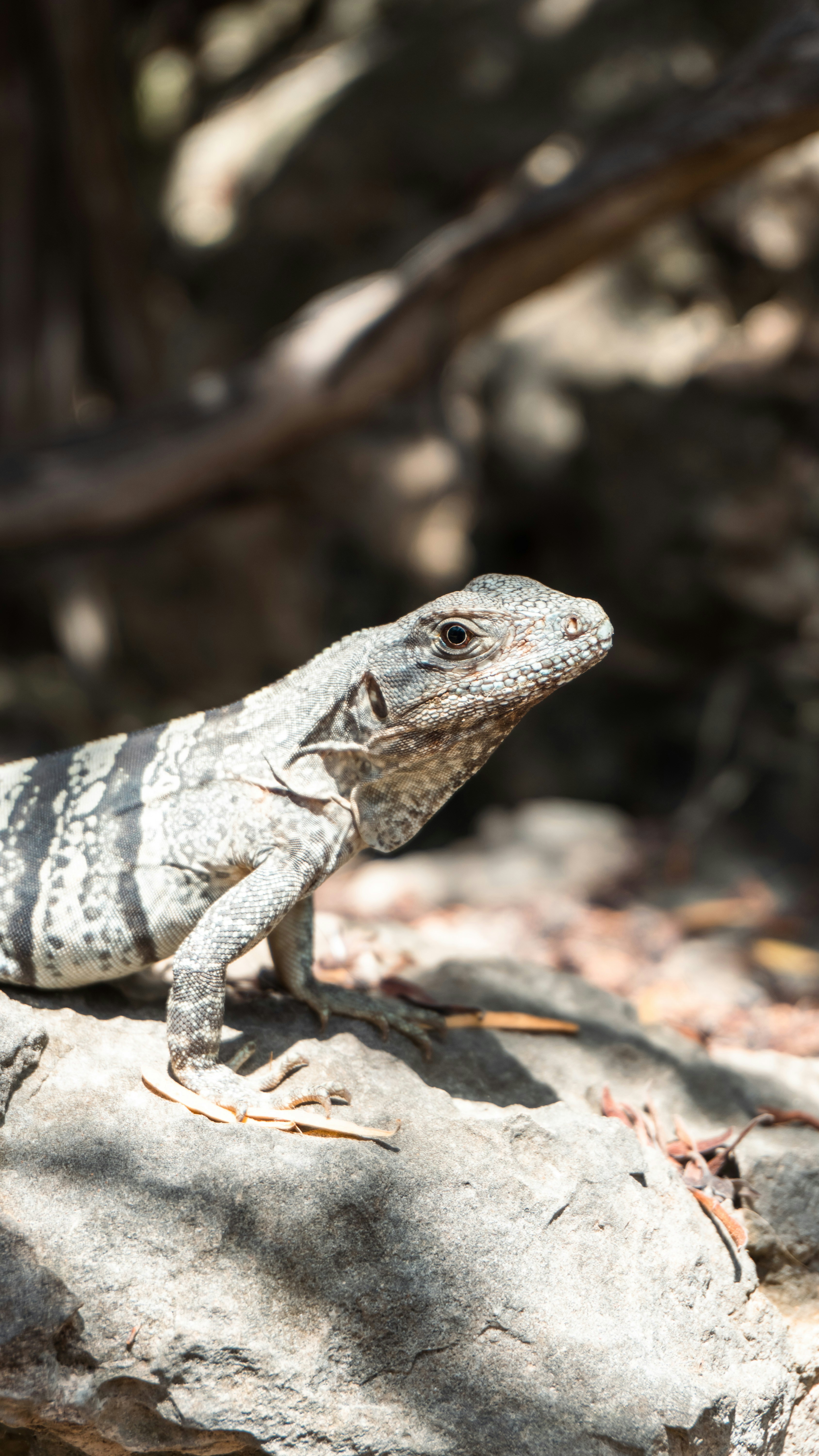 A lizard perched on a rock, basking in sunlight amidst a natural setting. The intricate patterns on its skin are highlighted by the warm light.