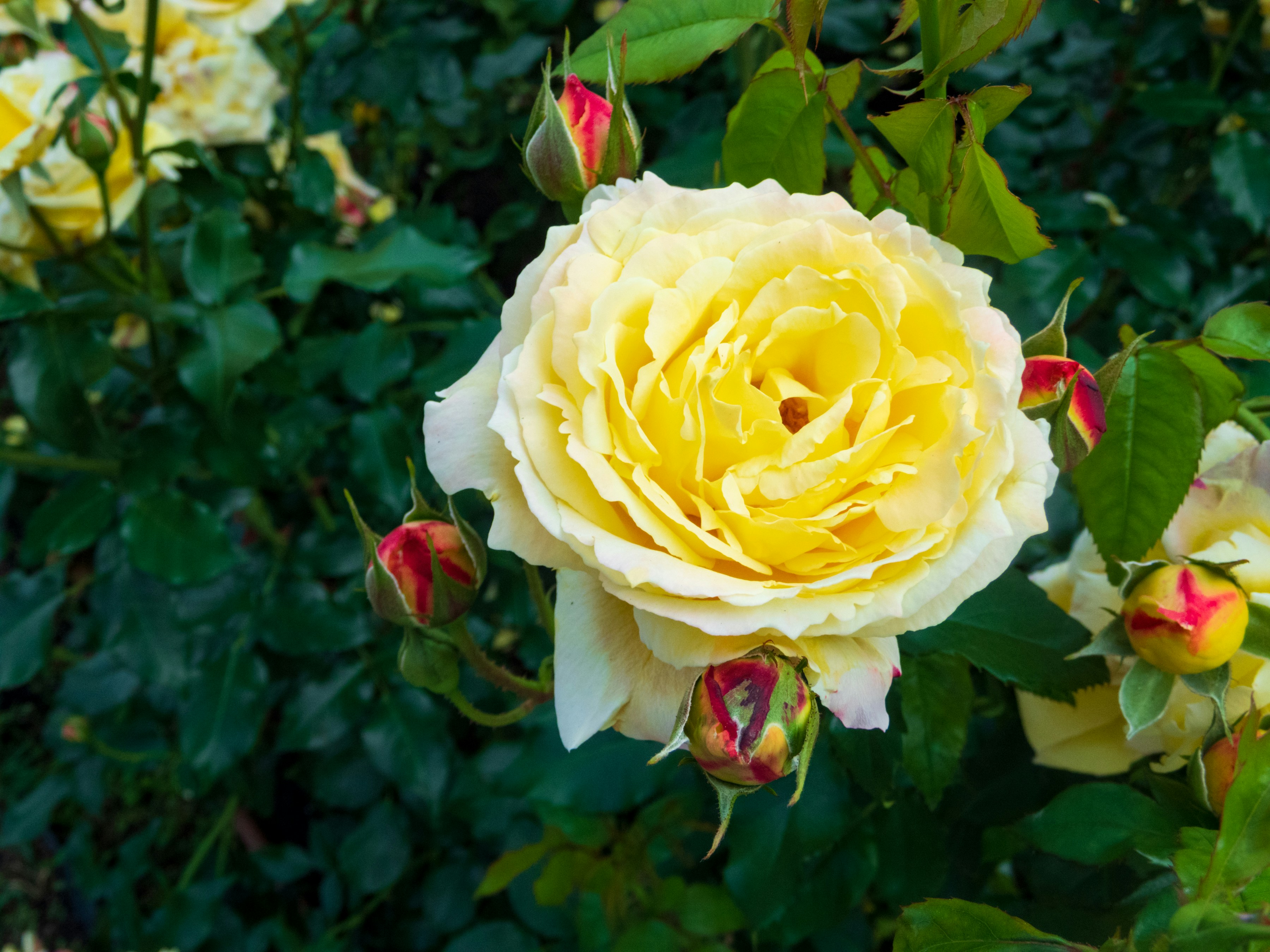 350+ Yellow Rose Pictures [HD] | Download Free Images on Unsplash