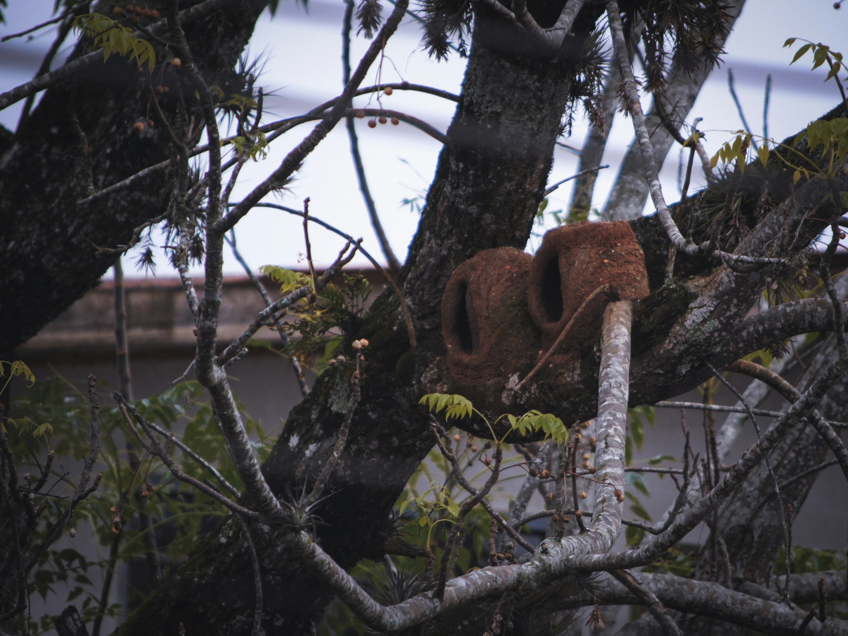 Rusted Conduit Nestled in a Tangle of Branches