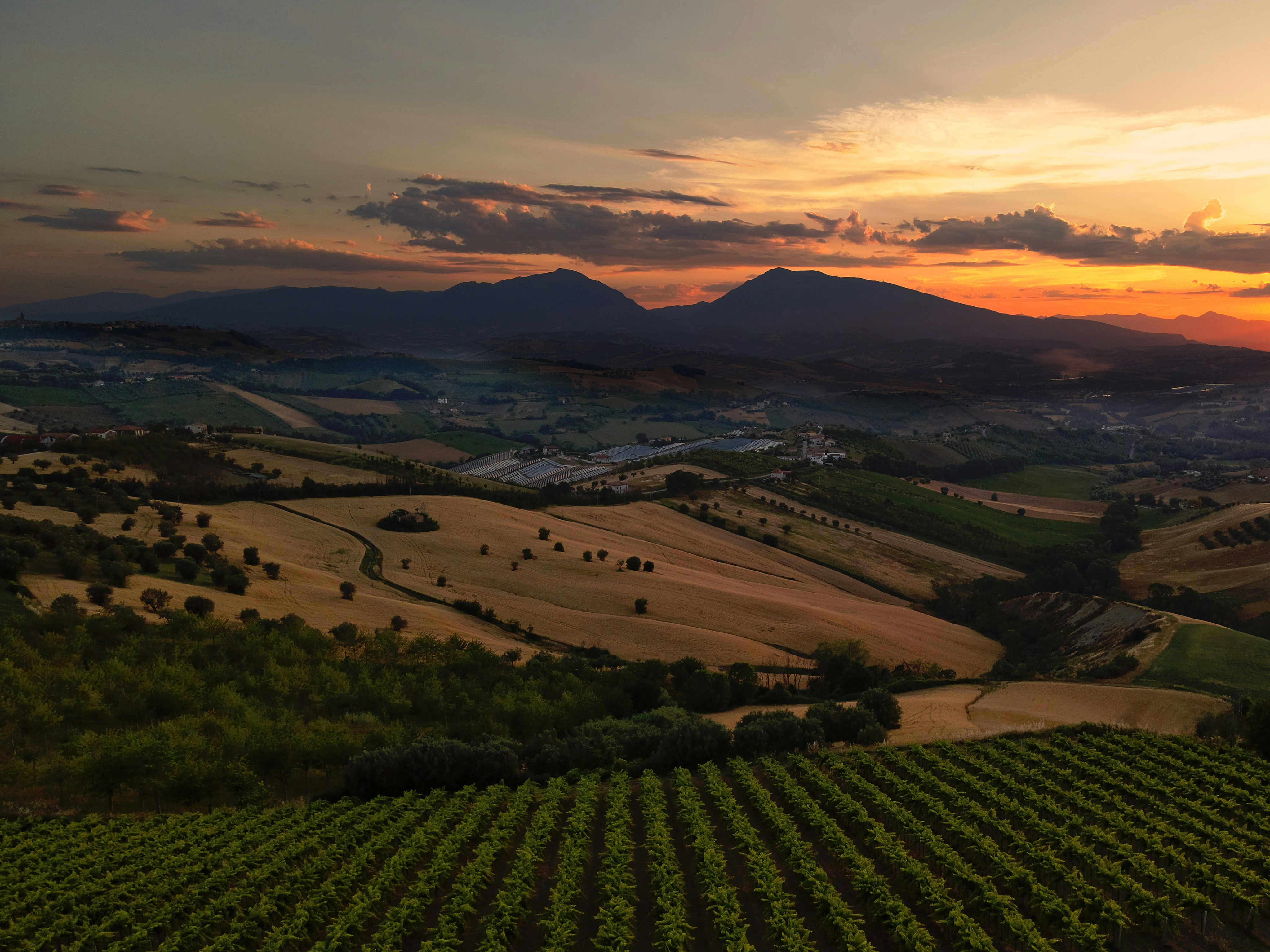 Golden Horizon Over Rolling Vineyards