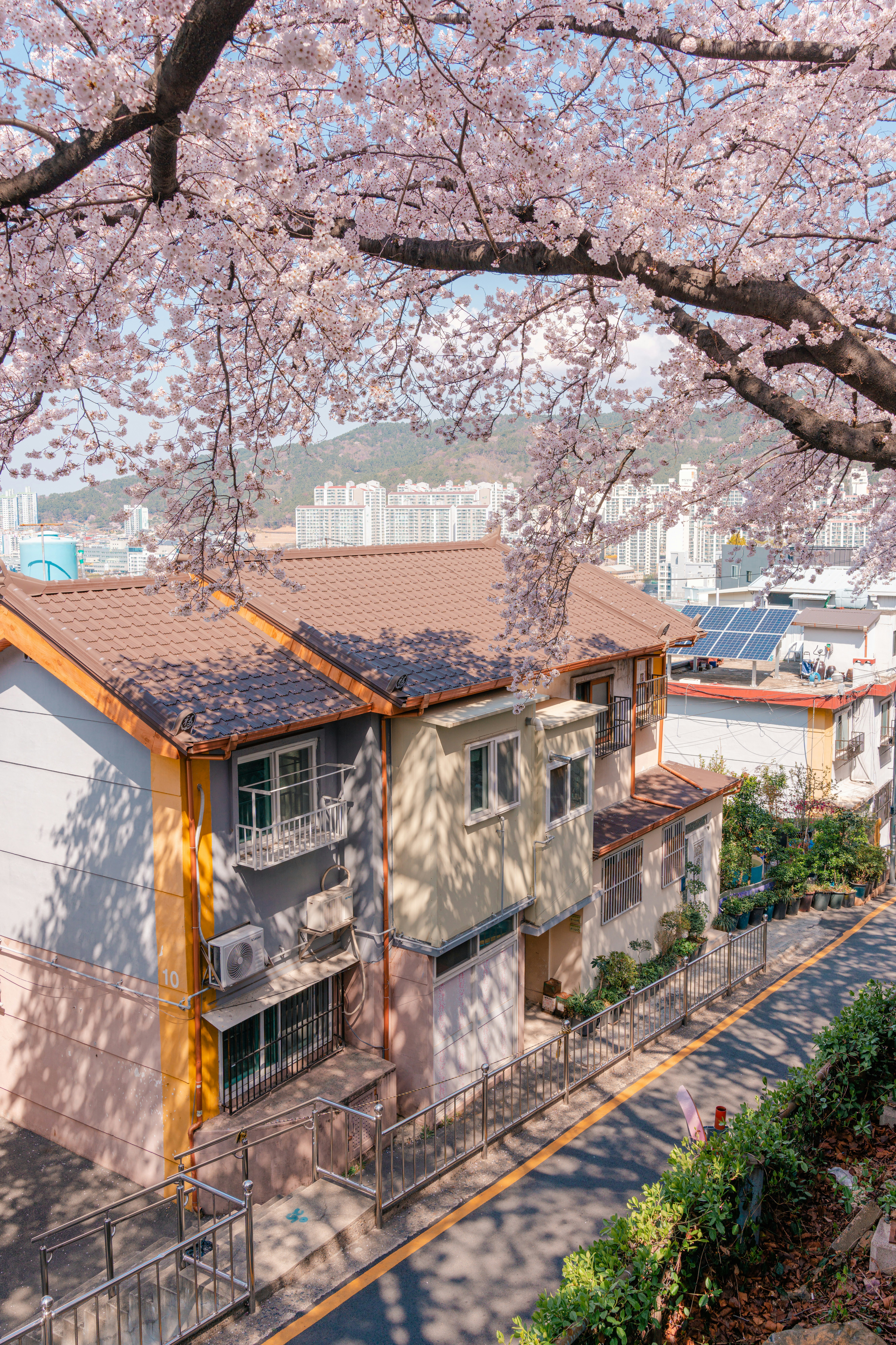 Cherry blossom branches frame a colorful residential street, highlighting the contrast between nature and urban living.