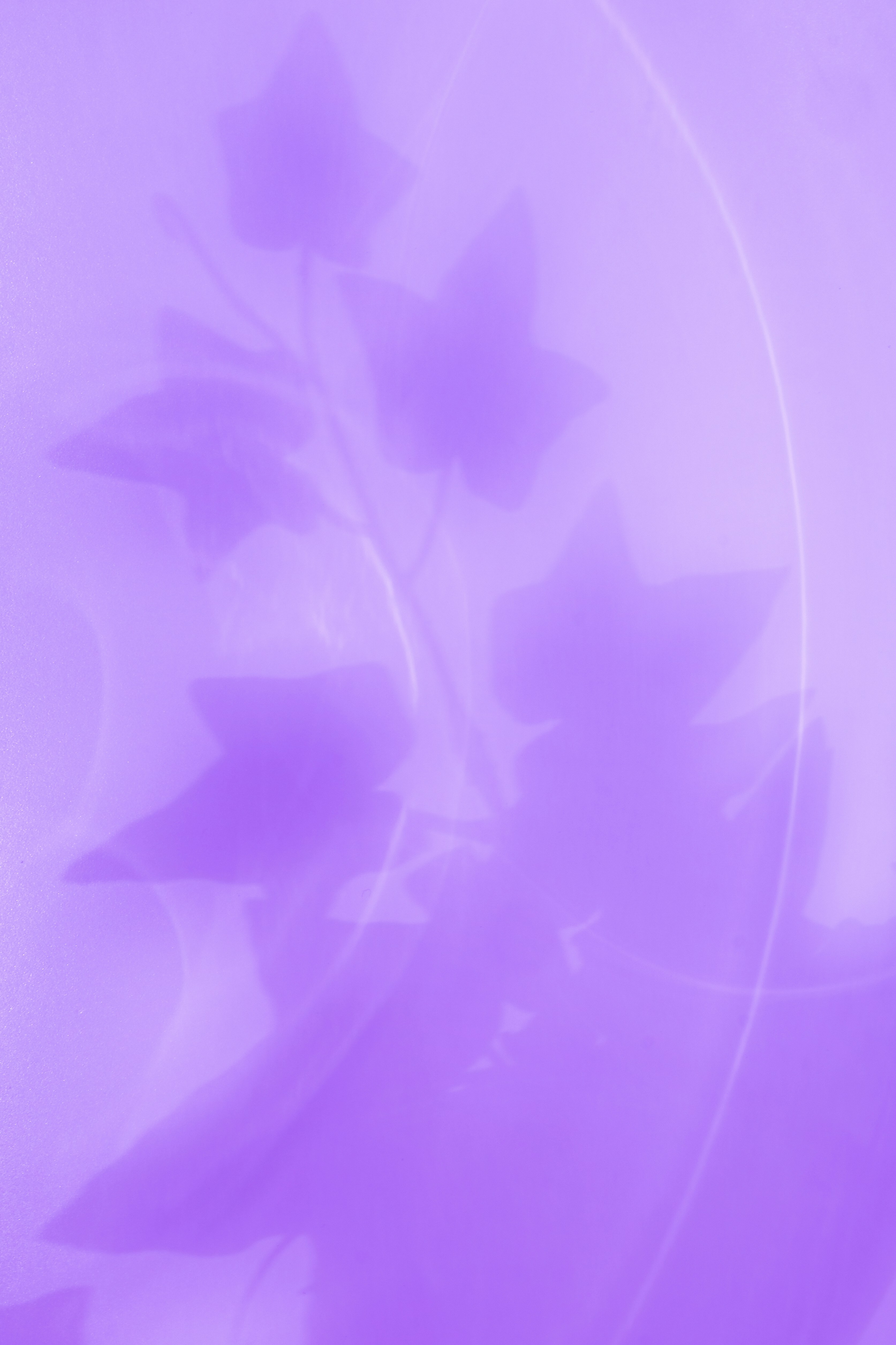 Ethereal Lavender Silhouettes