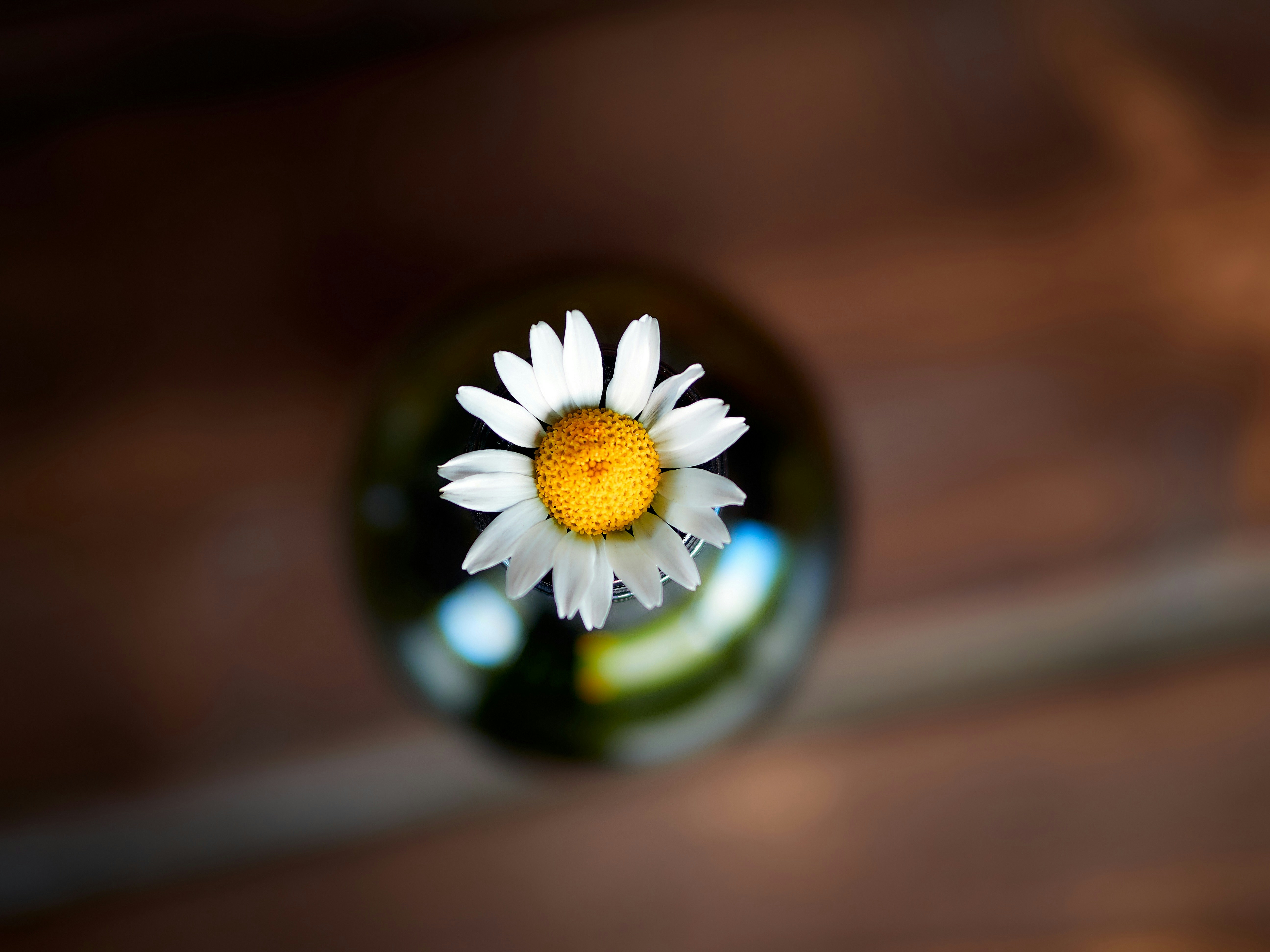 Daisy in a Glass Orb: Centered Bloom Spotlight
