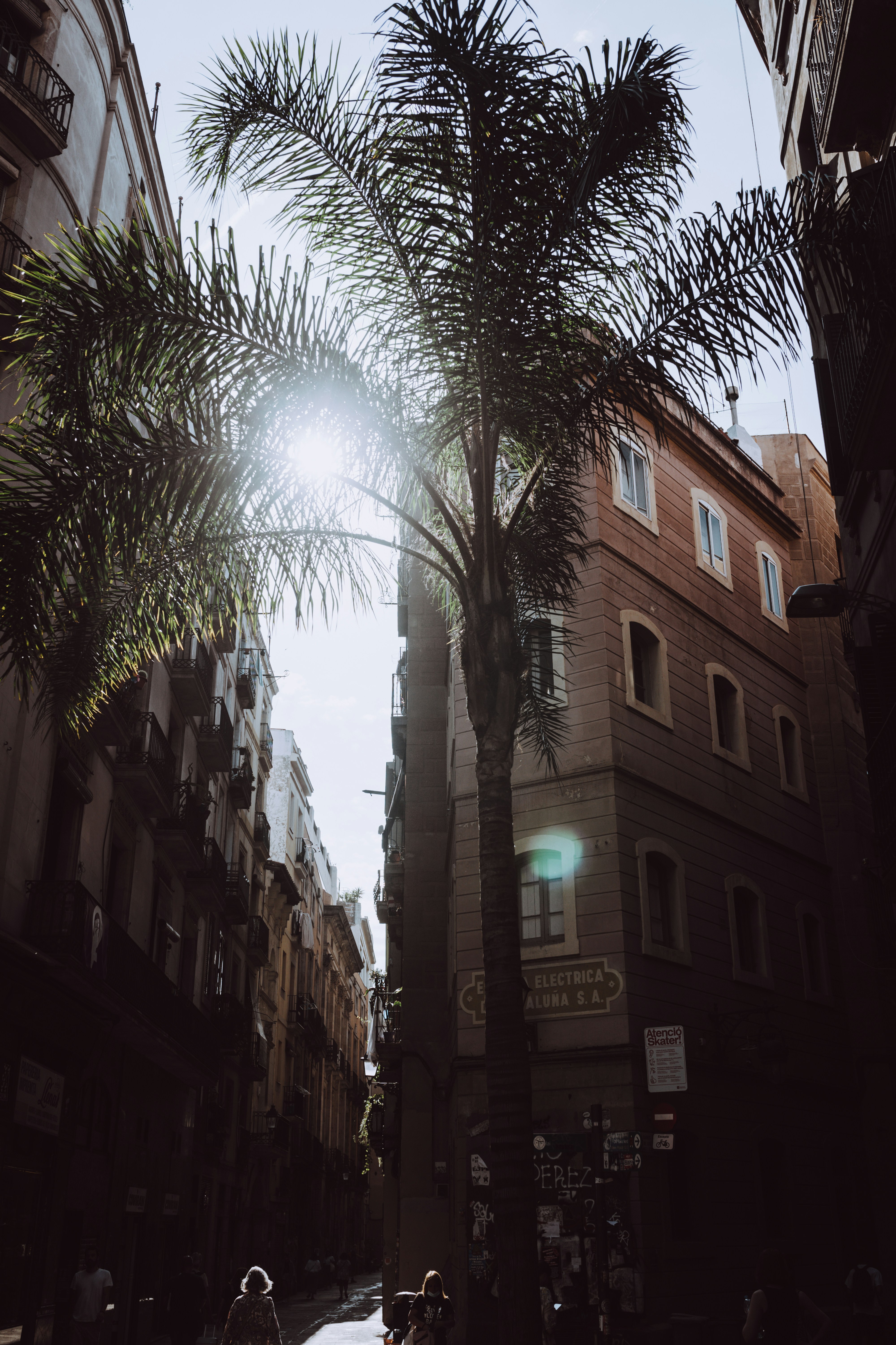 Palm tree silhouetted against sunlight filtering through narrow urban alley, highlighting the contrast between nature and architecture.