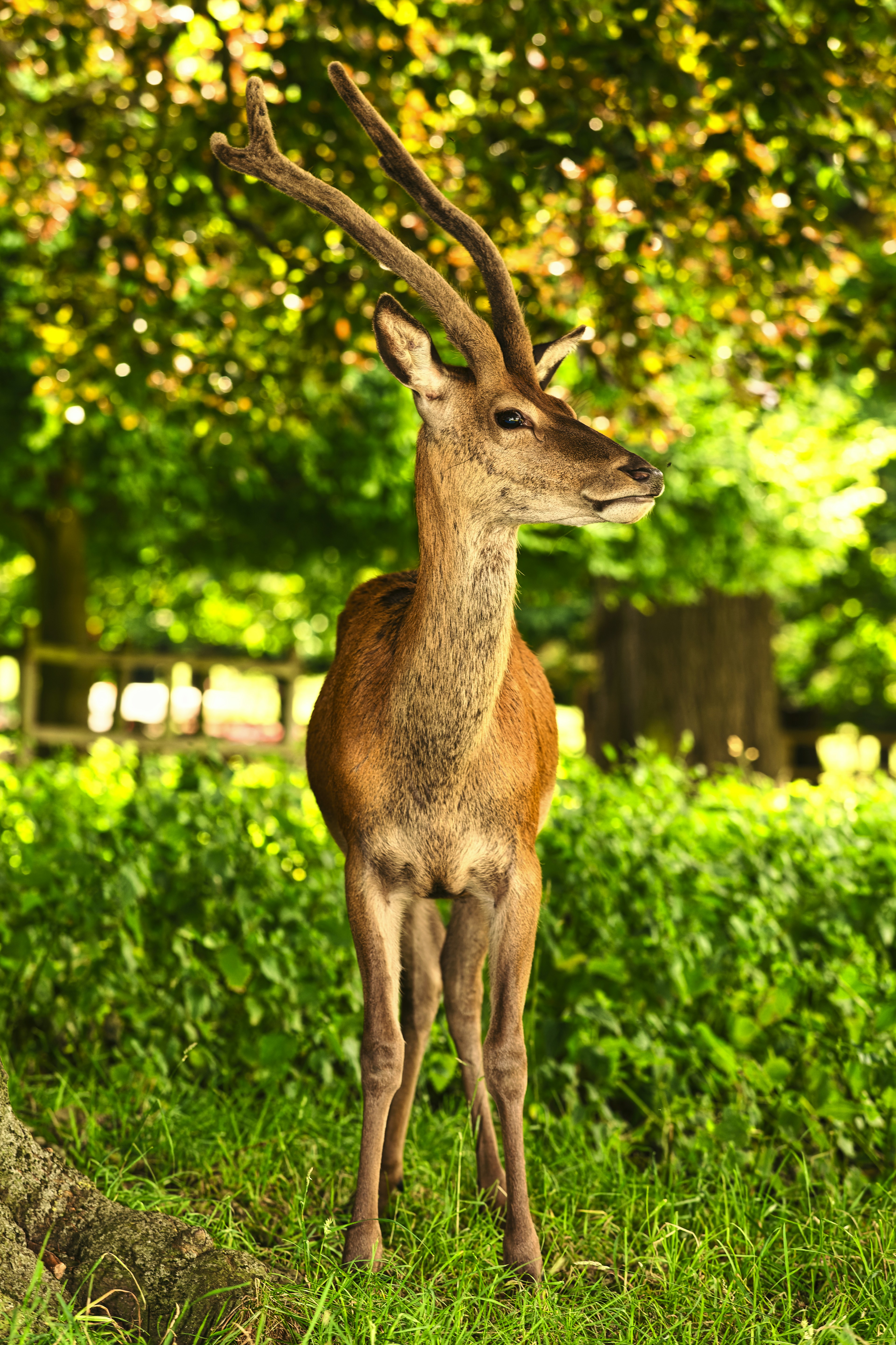 A majestic deer stands gracefully amidst lush greenery, showcasing its impressive antlers under a dappled canopy of leaves.