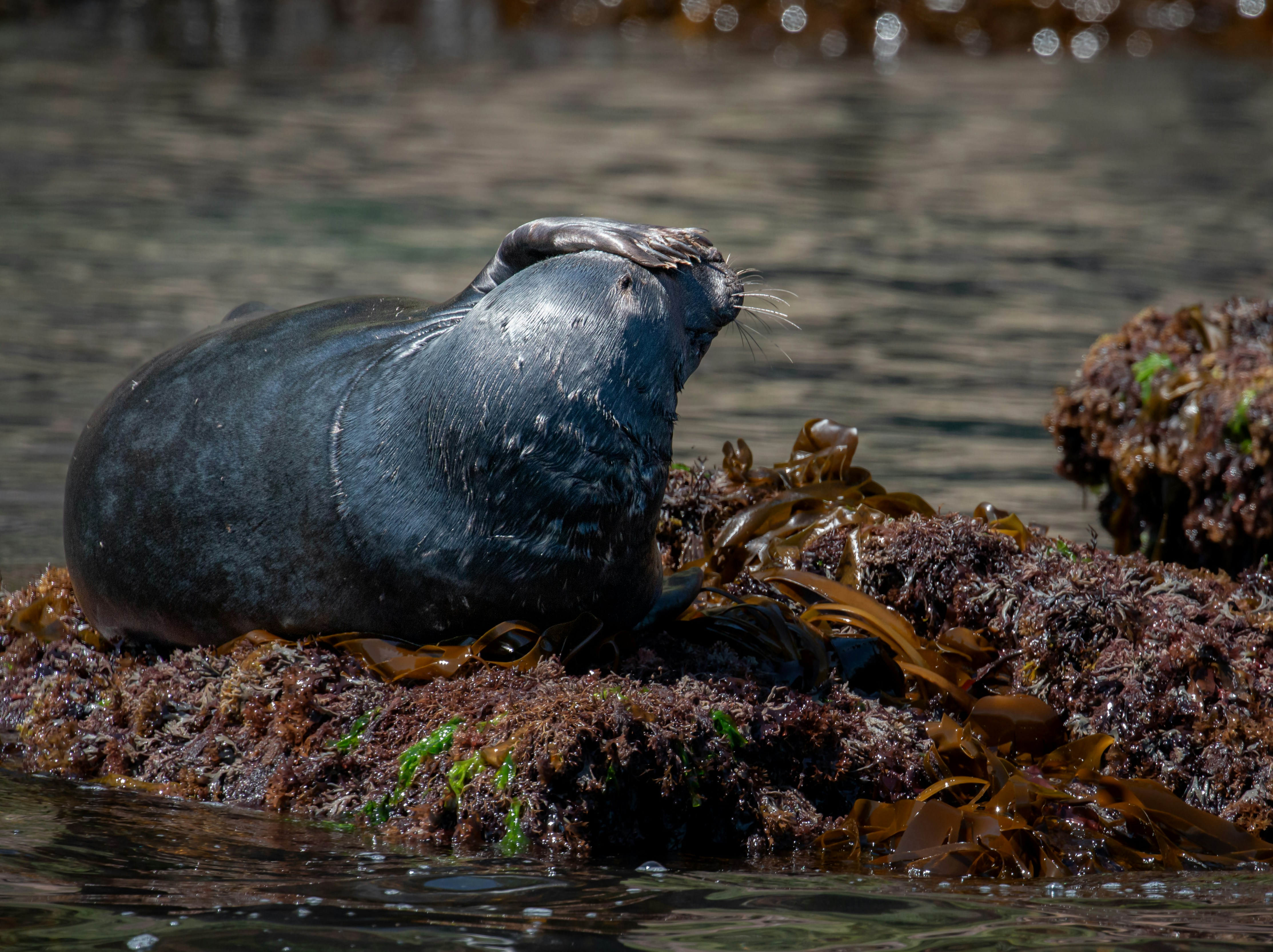 Foto Un sello en una roca en el agua – Imagen Maidencombe gratis en ...