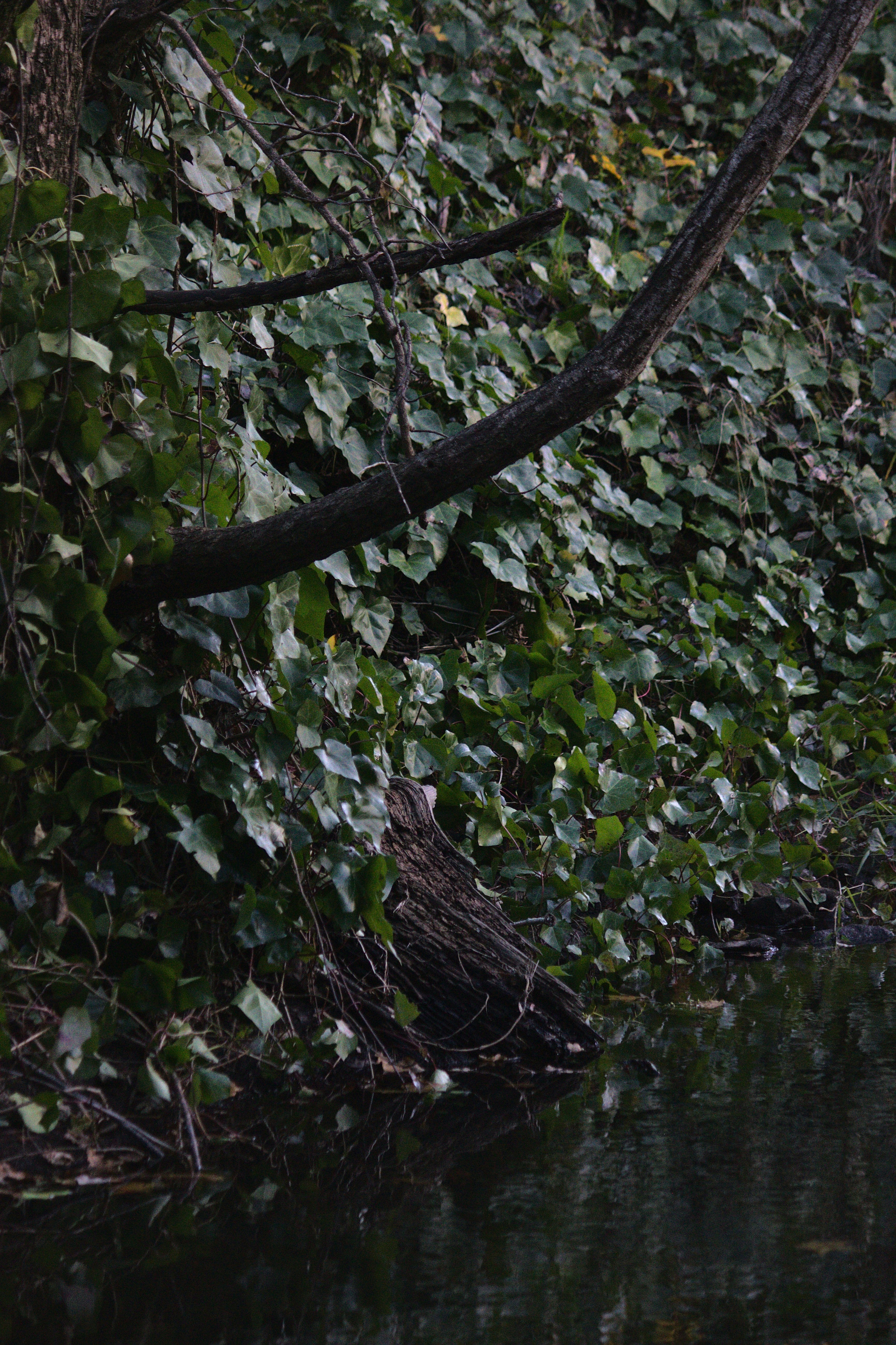 Lush green ivy envelops a tranquil waterway, with a weathered log partially submerged, creating a serene natural scene.