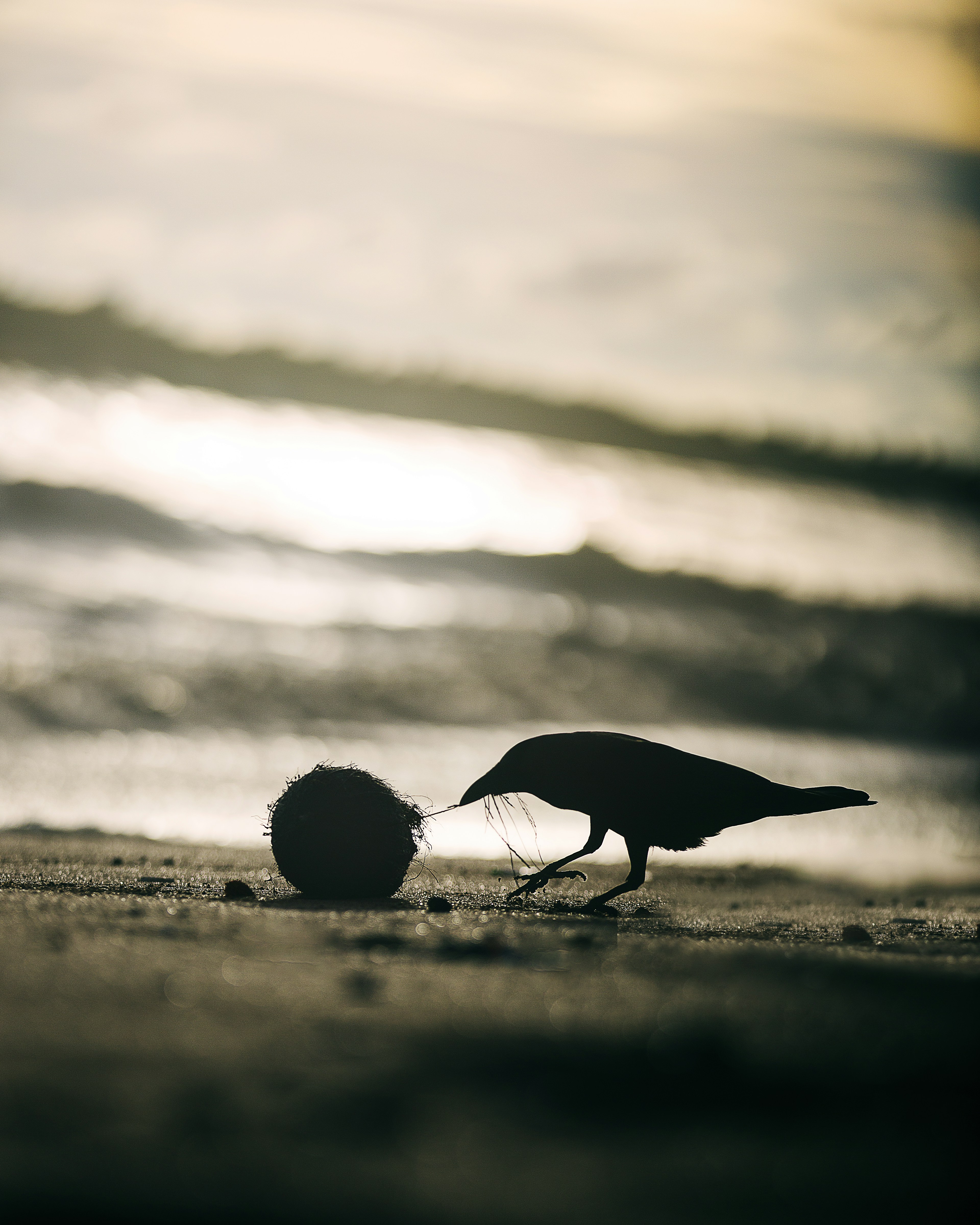 Evening Silhouette: A Shorebird Investigates a Round Object on the Tidal Shore