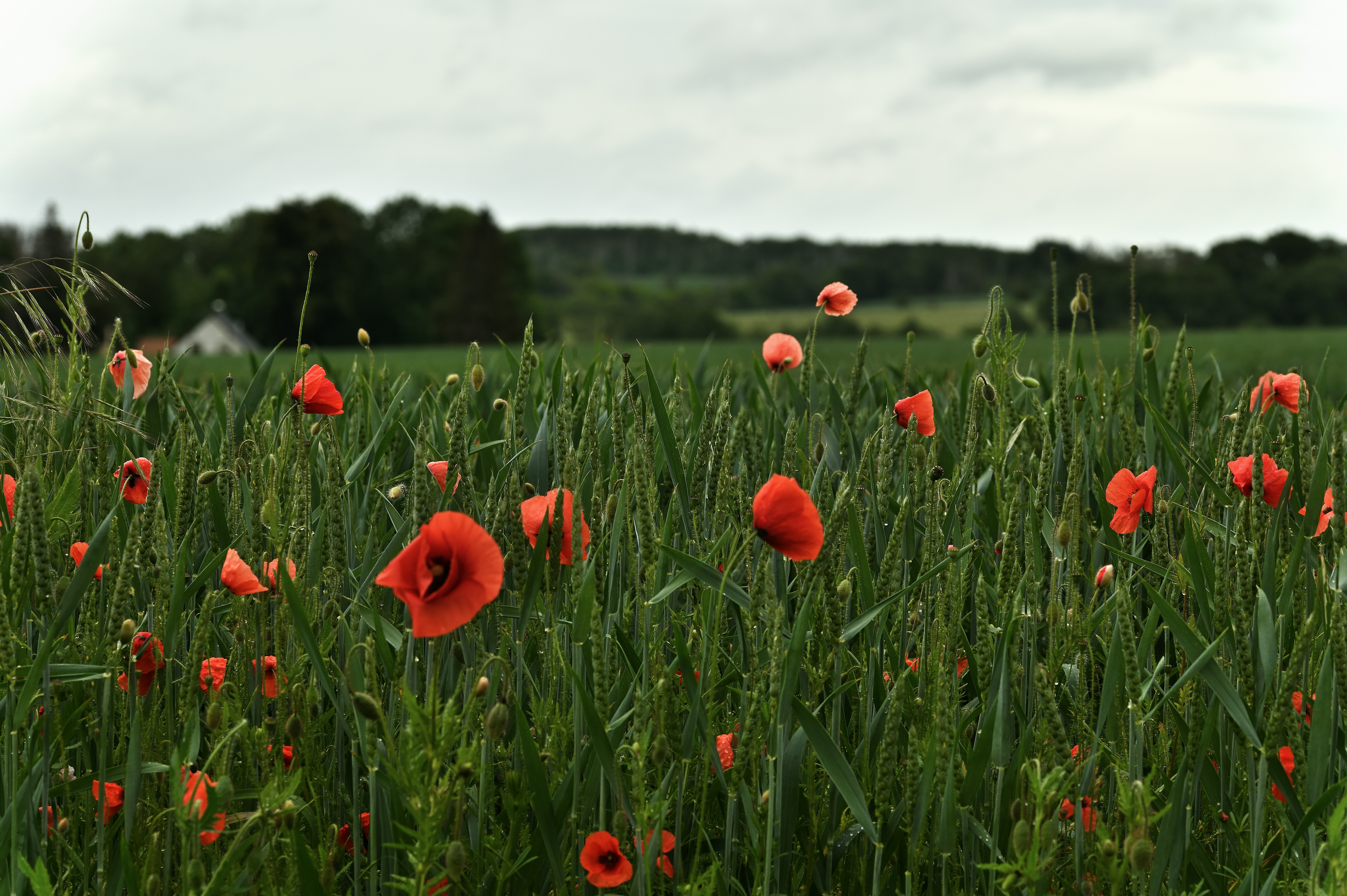 Un champ de fleurs rouges photo – Photo Coquelicot Gratuite sur Unsplash