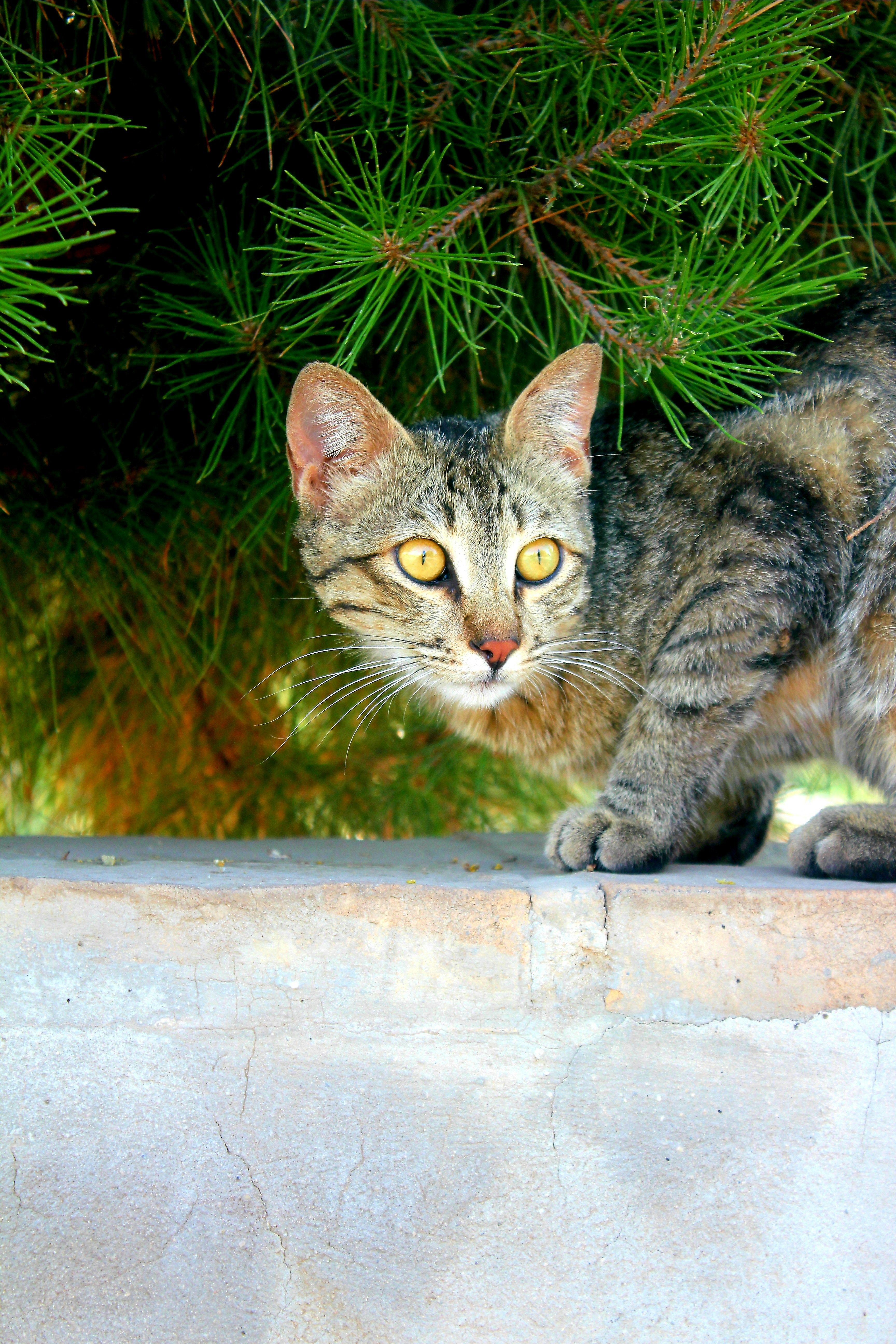 A cat lying on a ledge photo – Free Isfahan province Image on Unsplash