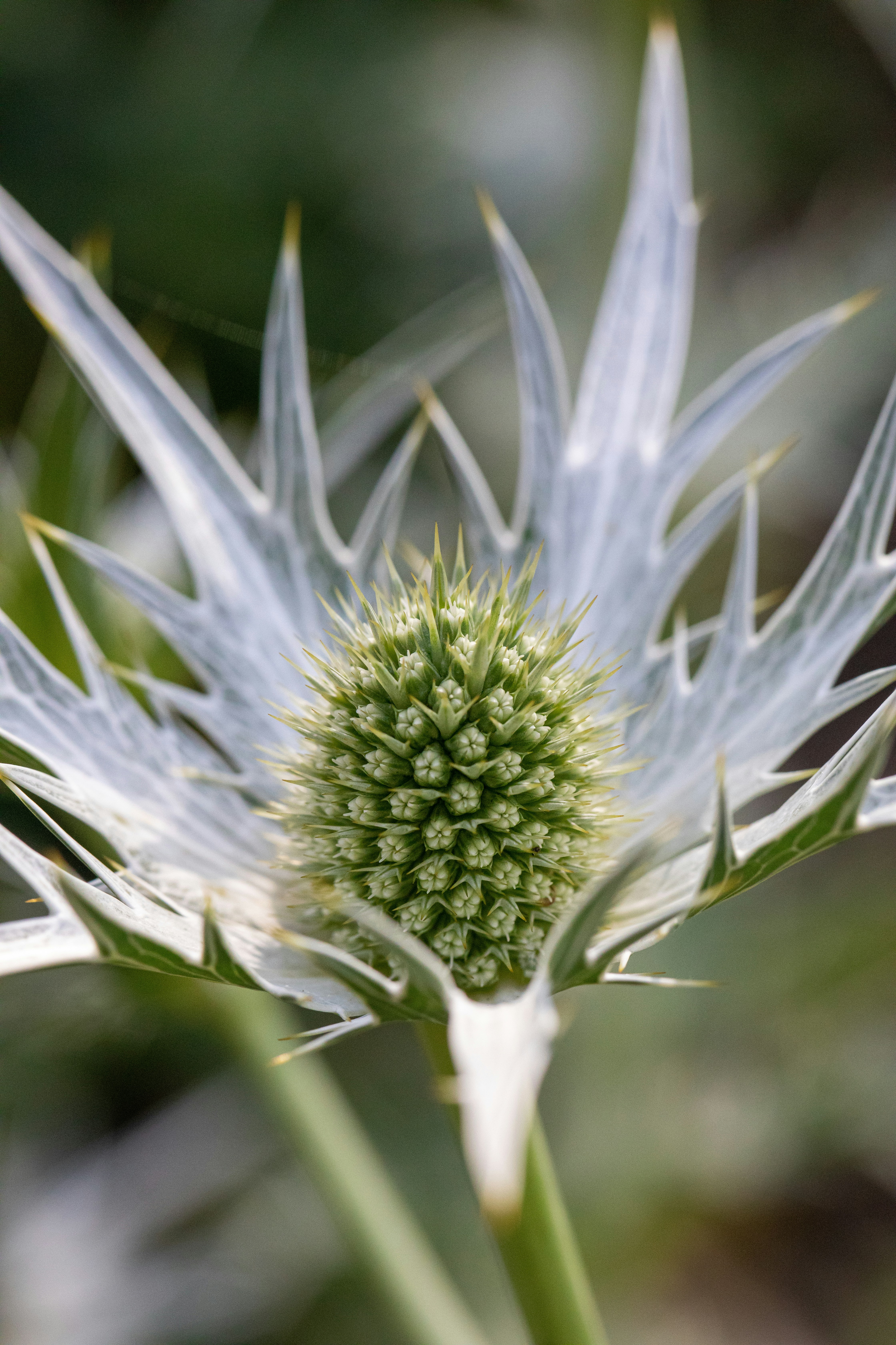 Emerald Crown: Macro Portrait of a Thistle Bud
