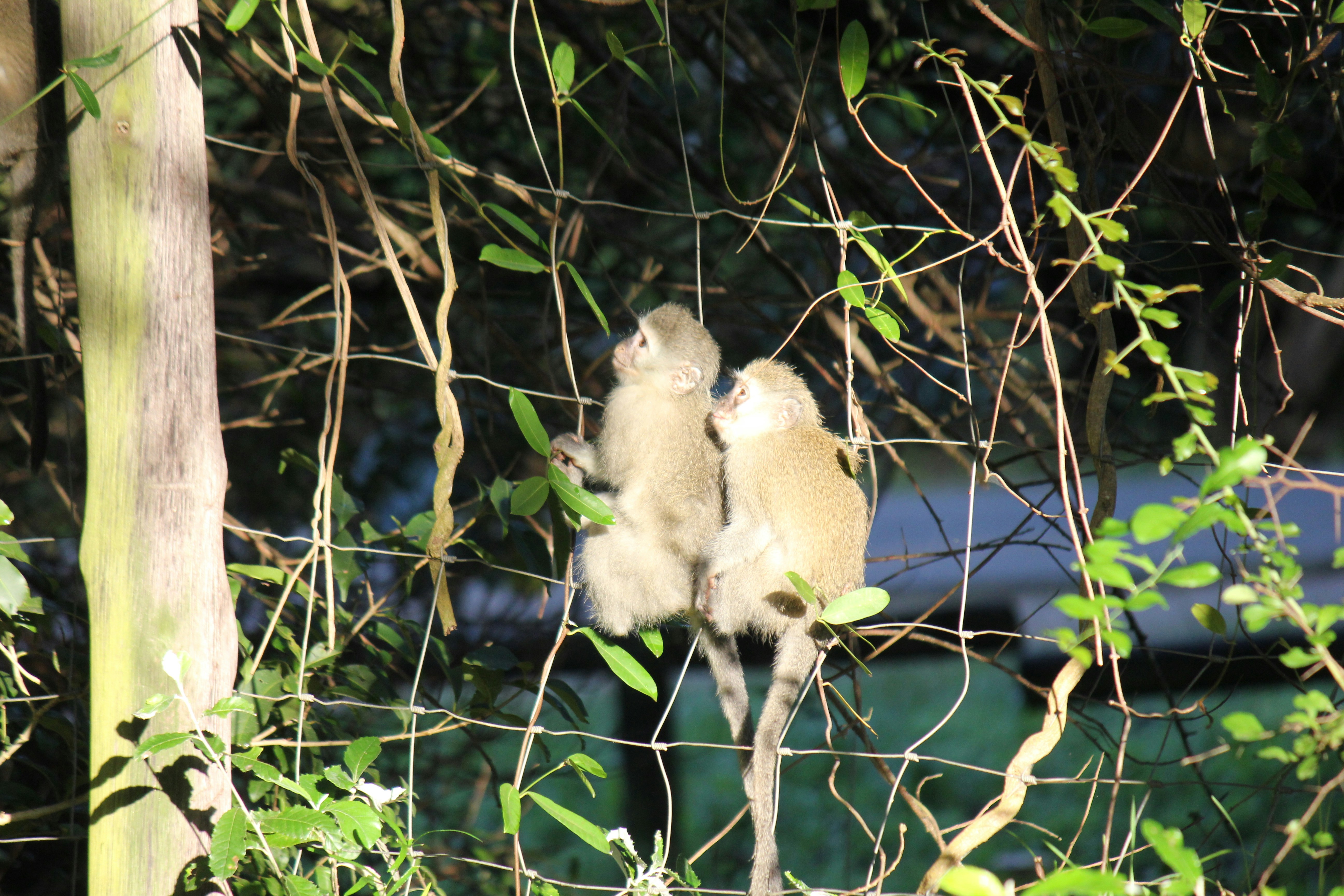 Two monkeys playfully interacting on a mesh of vines and foliage, surrounded by lush greenery.
