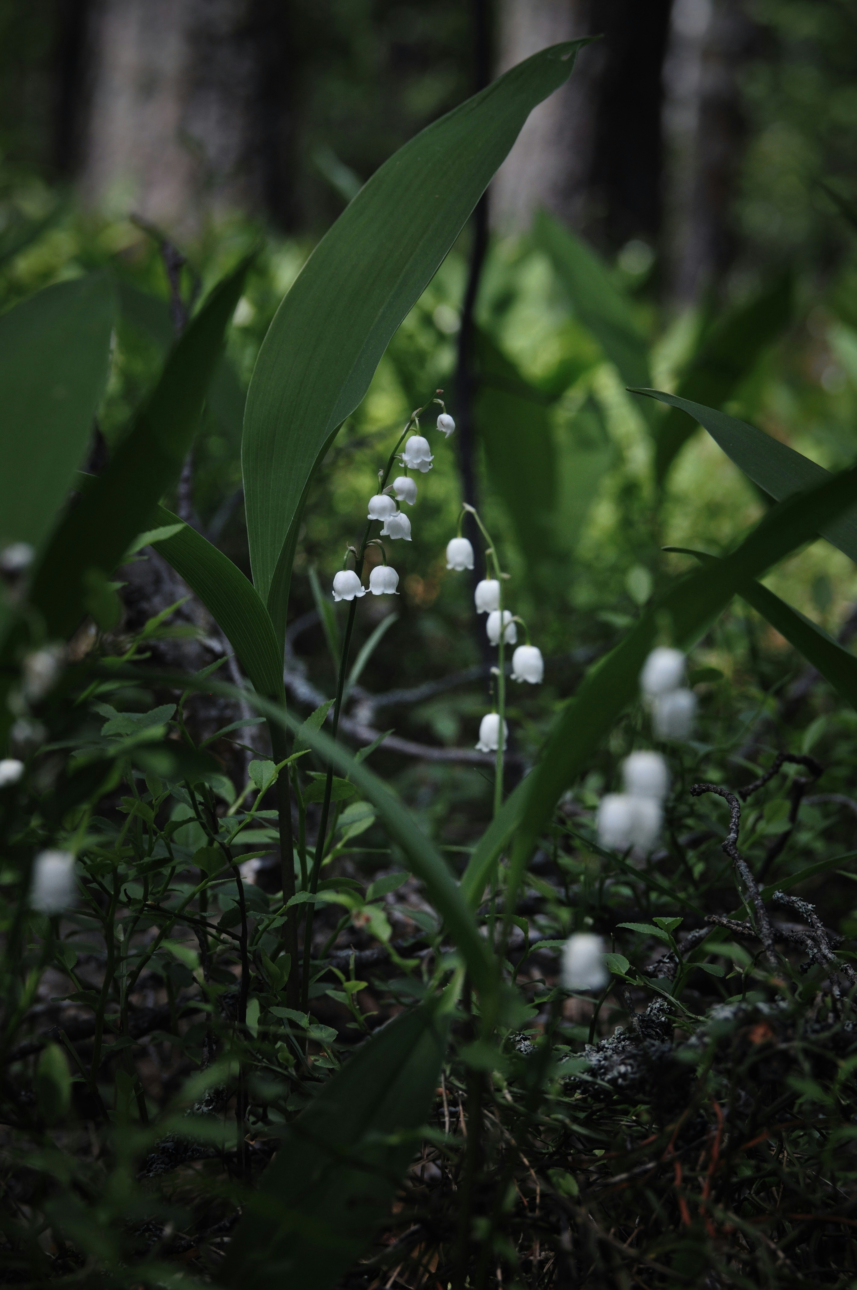 Whispers of Lily-of-the-vale: A Narrow Spine of Bells in Shadowed Understory