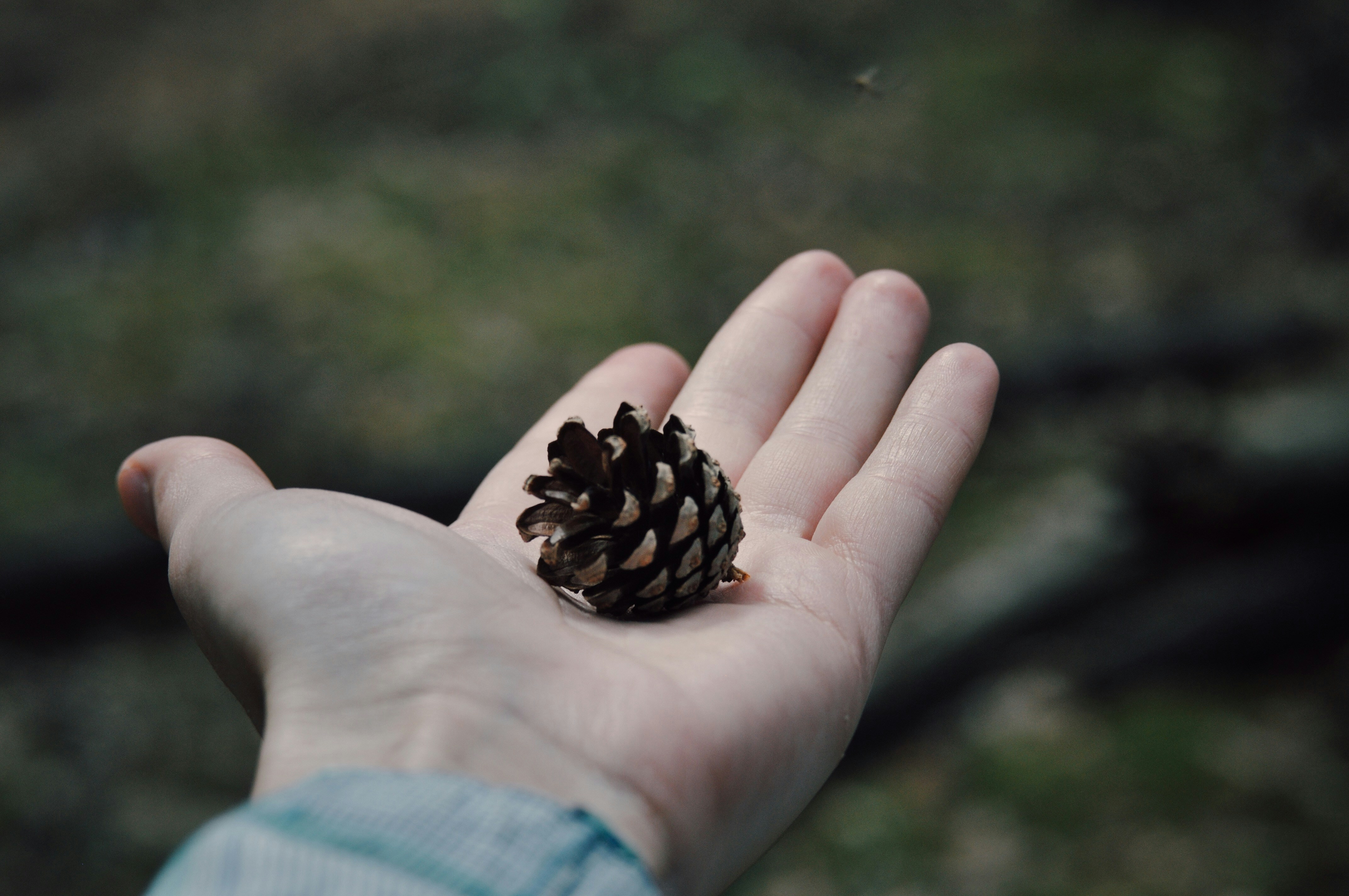 Nature's Treasure: The Pinecone's Journey