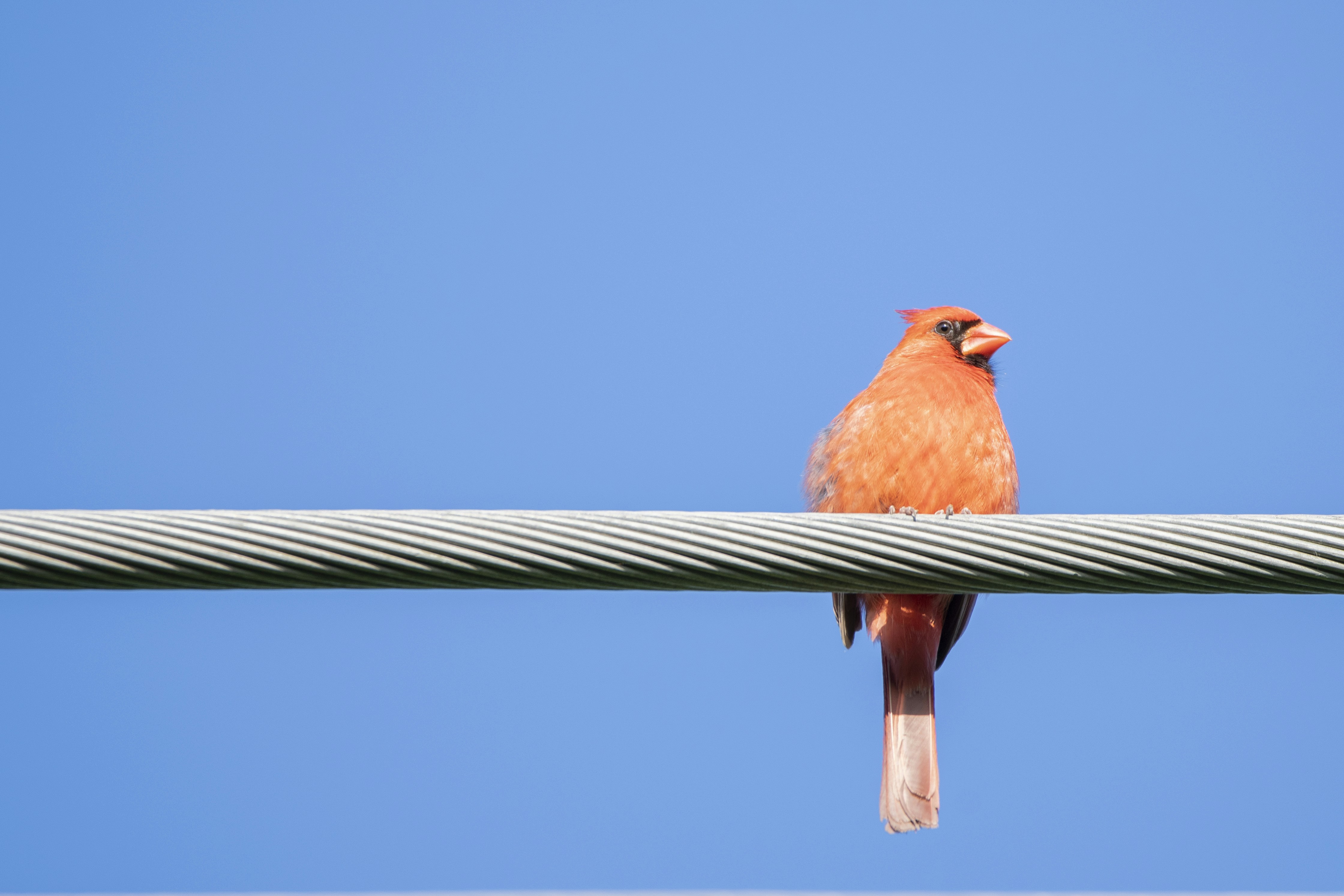 Scarlet on a Wire: A Cardinal against a Clear Sky