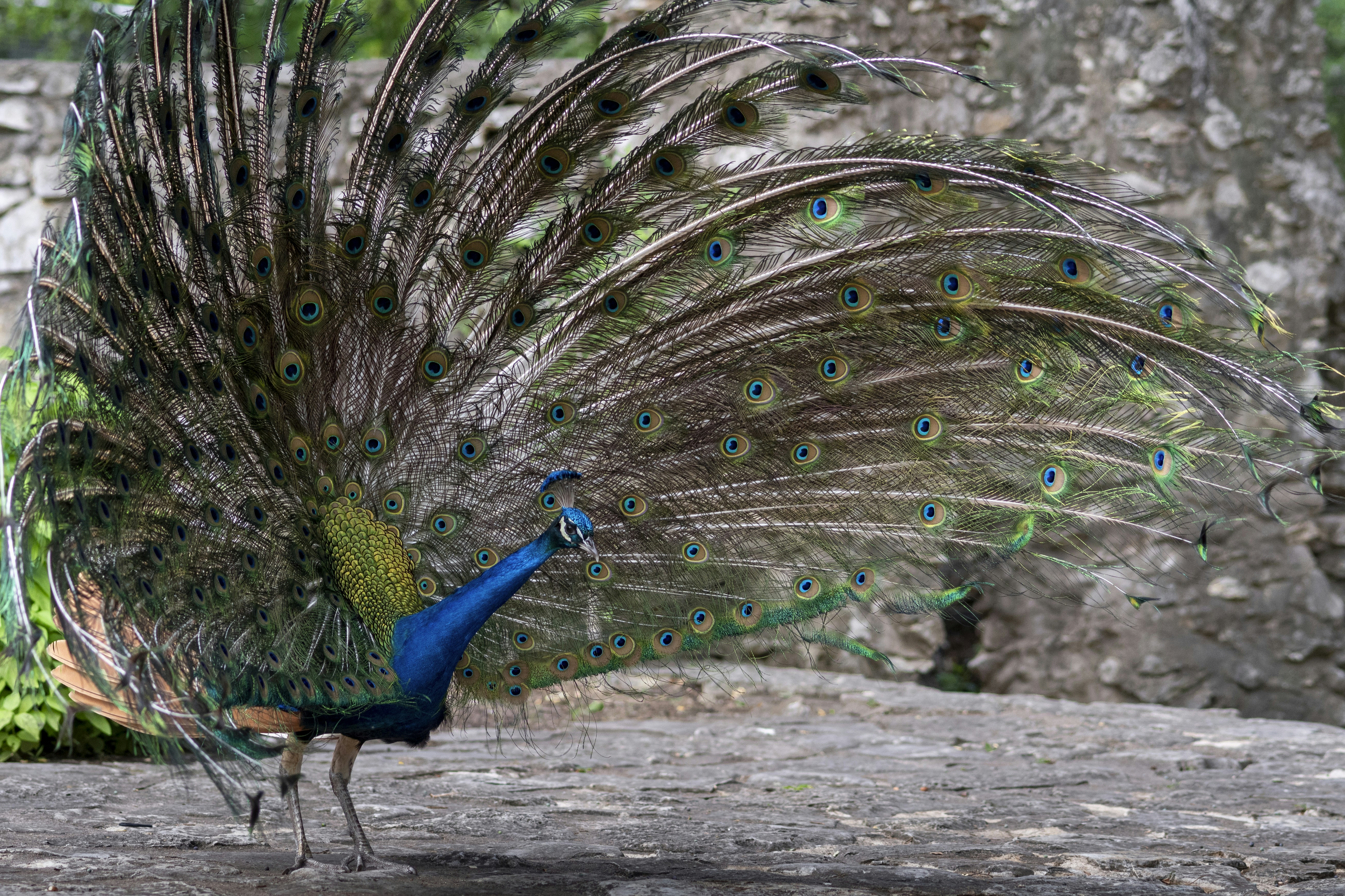 Cerulean Crest Unfurls: A Peacock's Jewel-Toned Fan on Rustic Wood