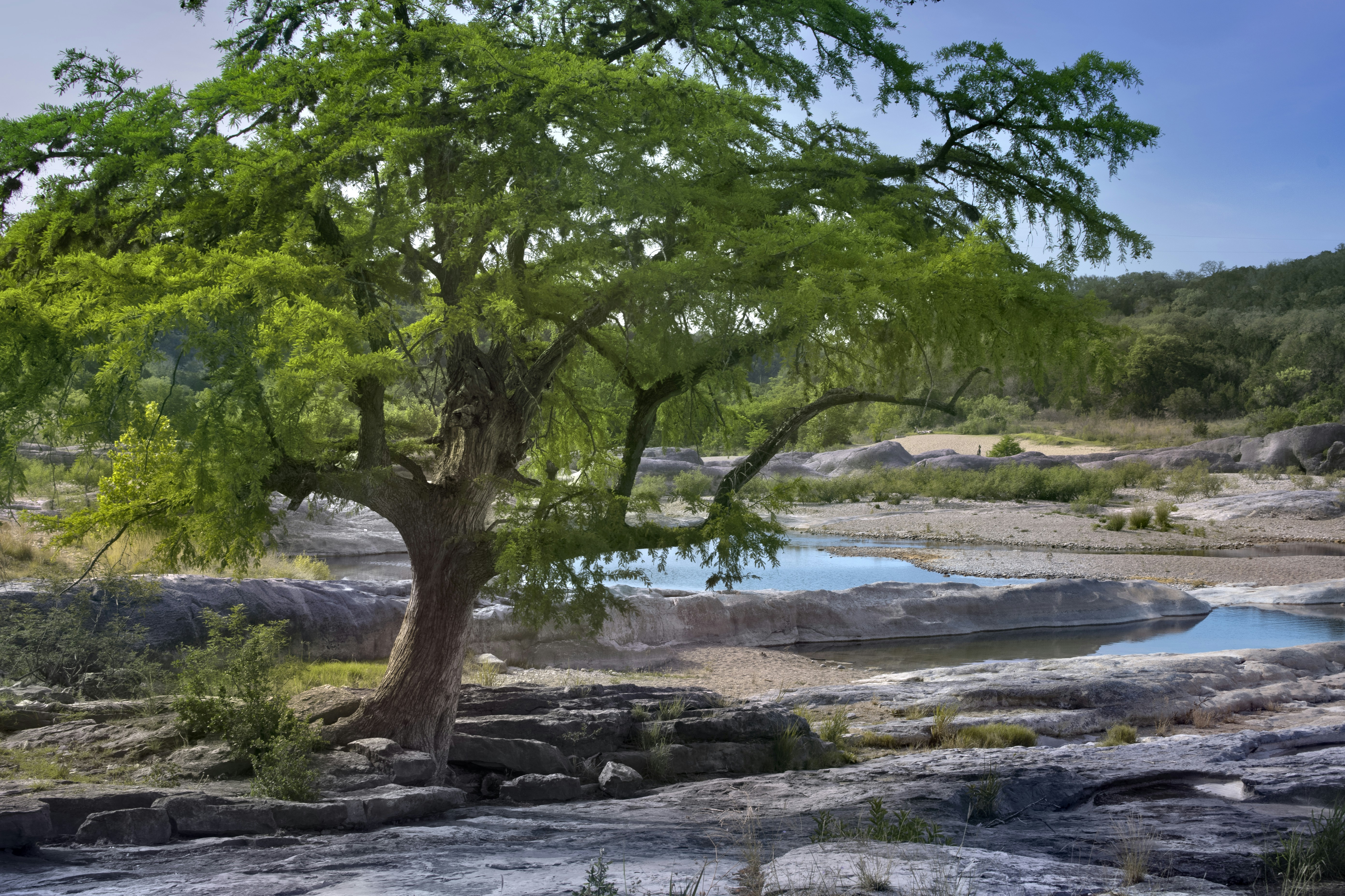 Resilient Oasis Amidst Rocky Terrain
