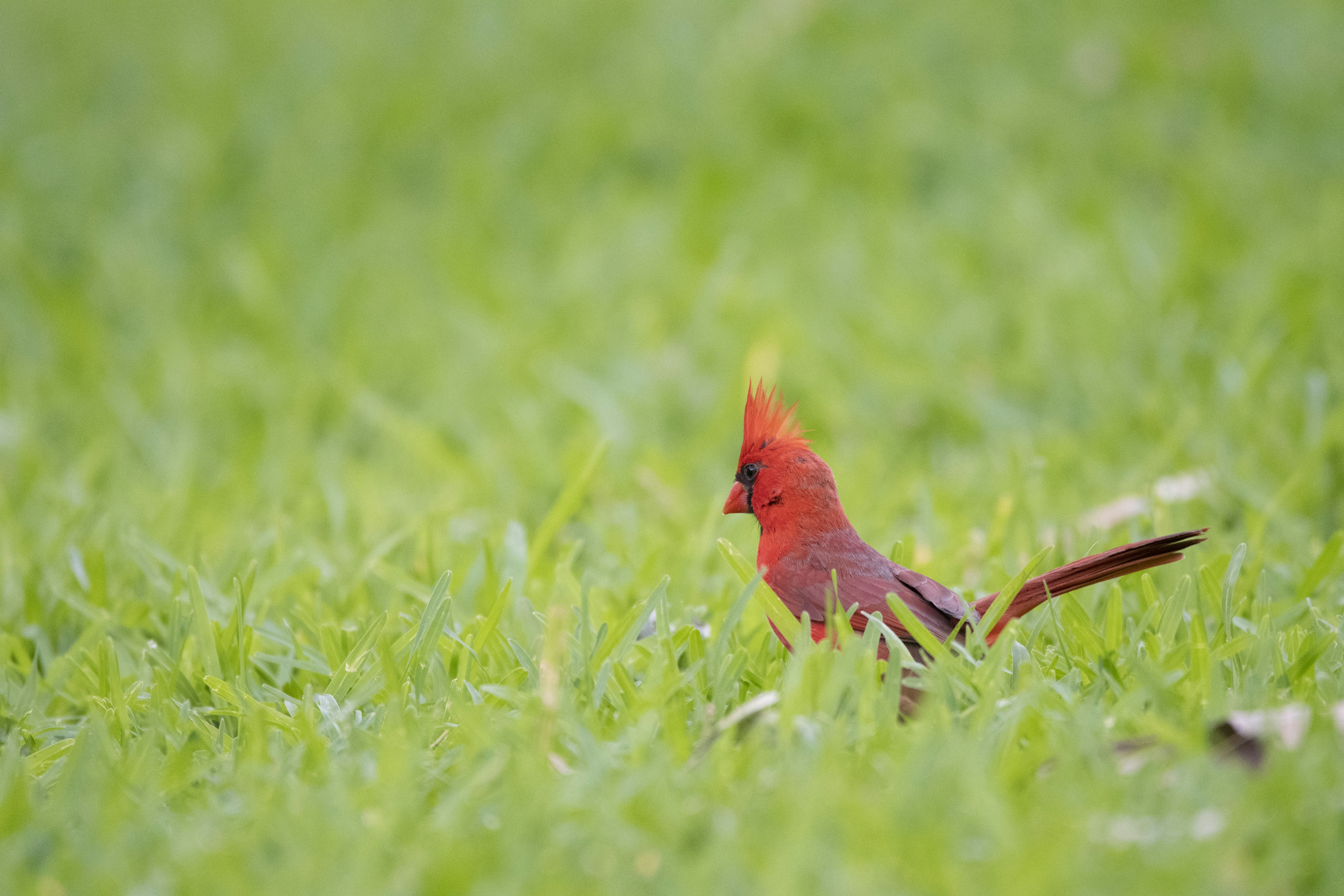 A red bird flying photo – Free Bird Image on Unsplash