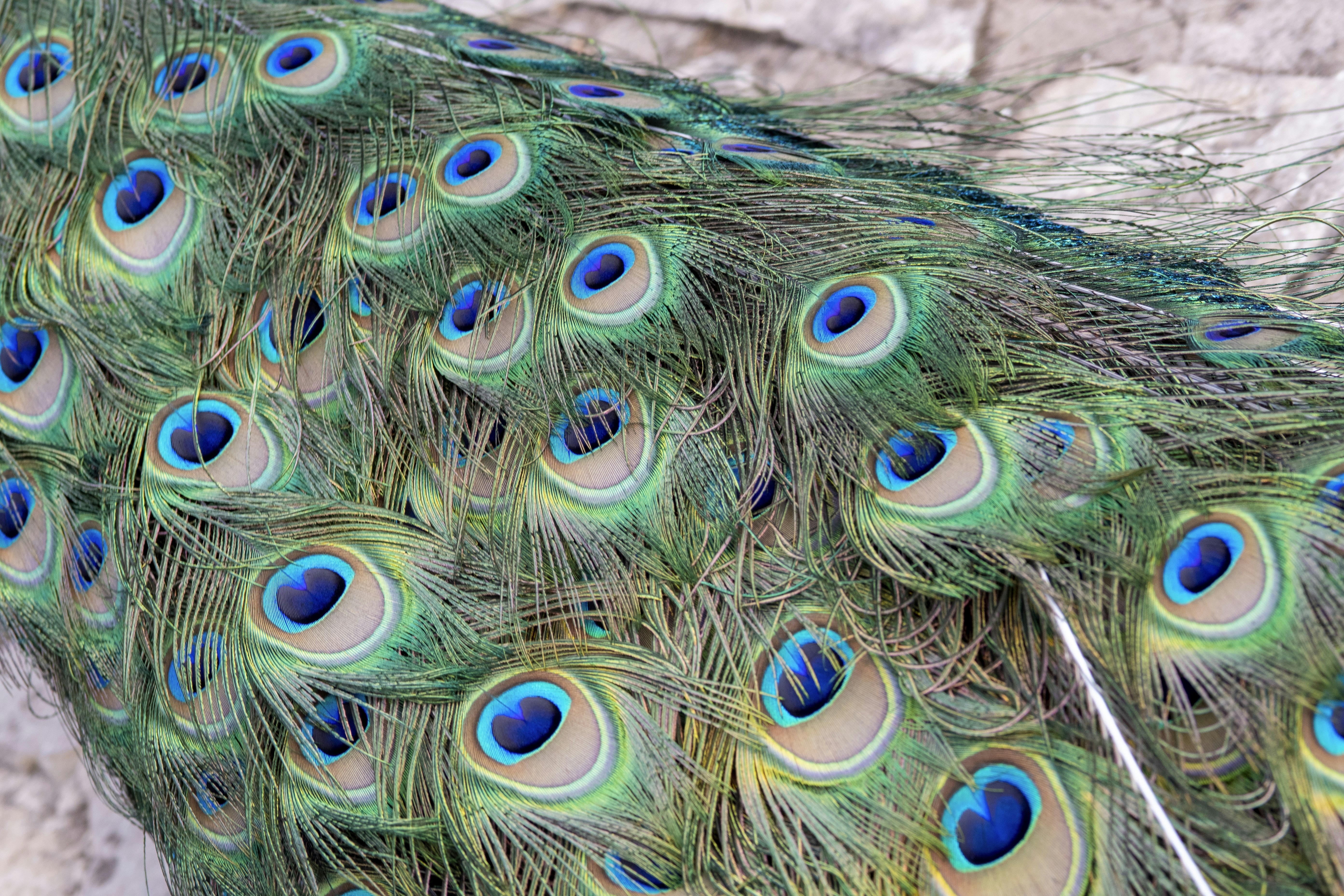 Peacock feather