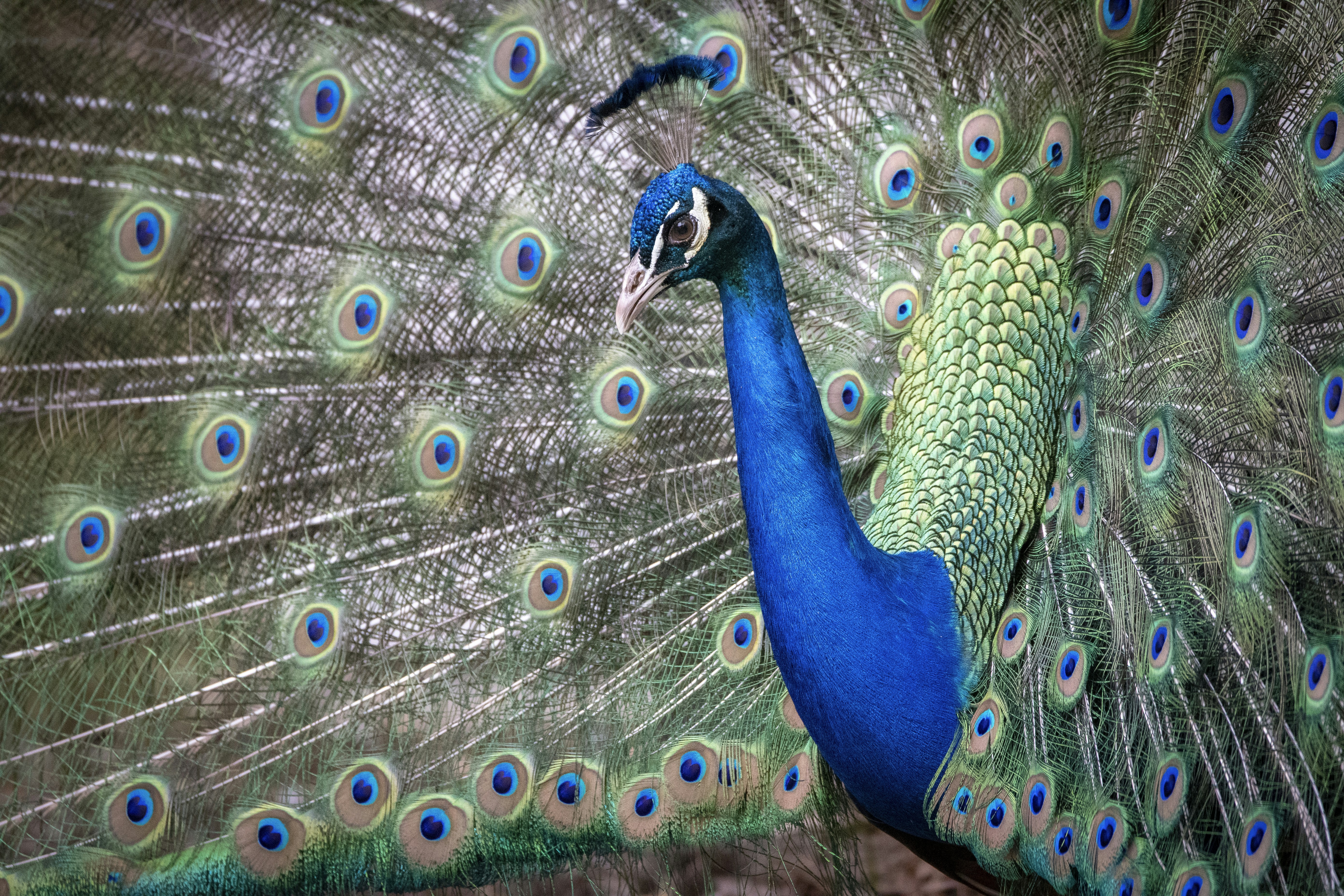 Cobalt Crown and Emerald Fan: A Peacock Unfurls Its Iridescent Plumes