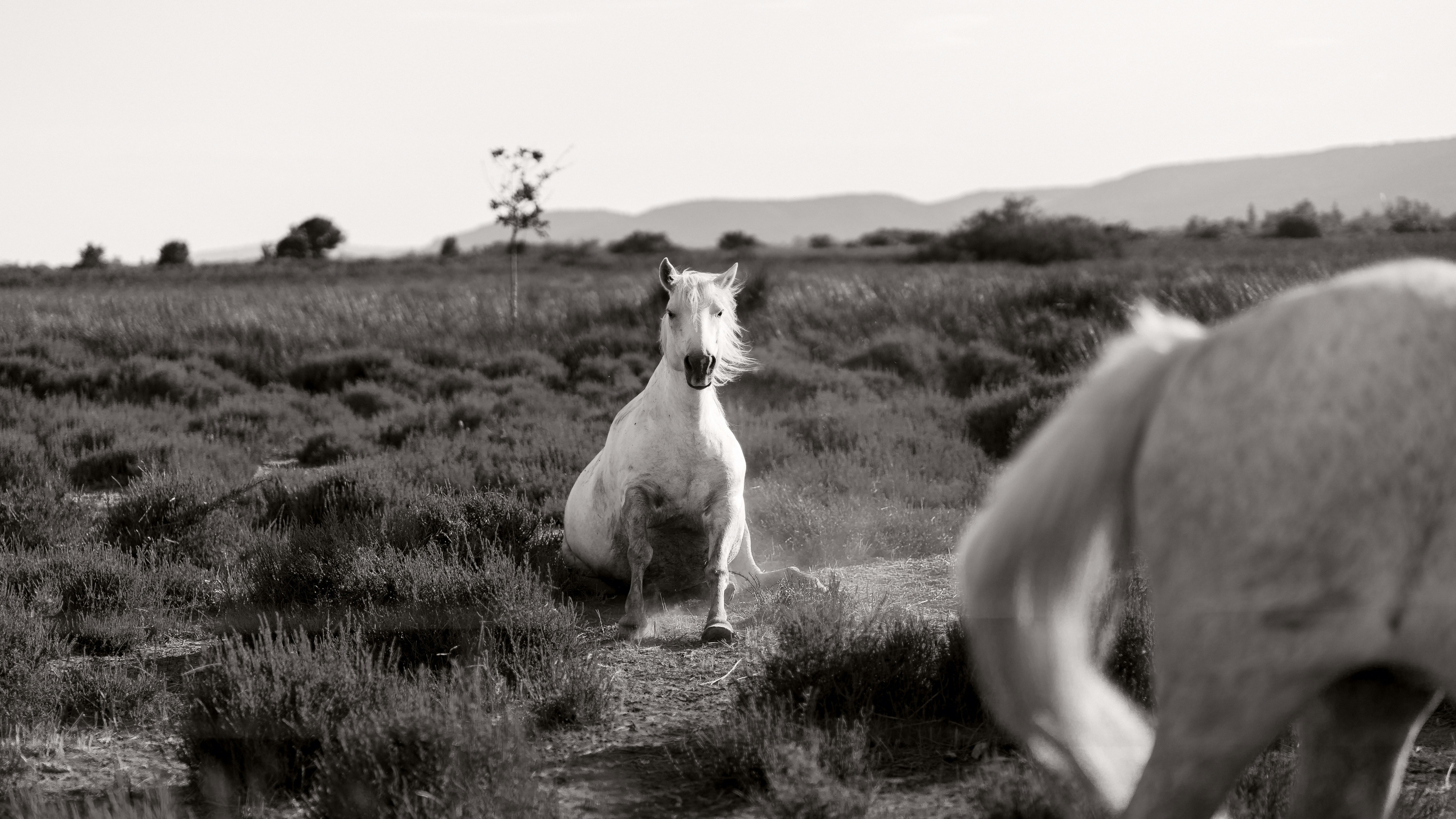 White Horse Amid Prairie Heathers: A Monochrome Calm at the Edge of the Plain