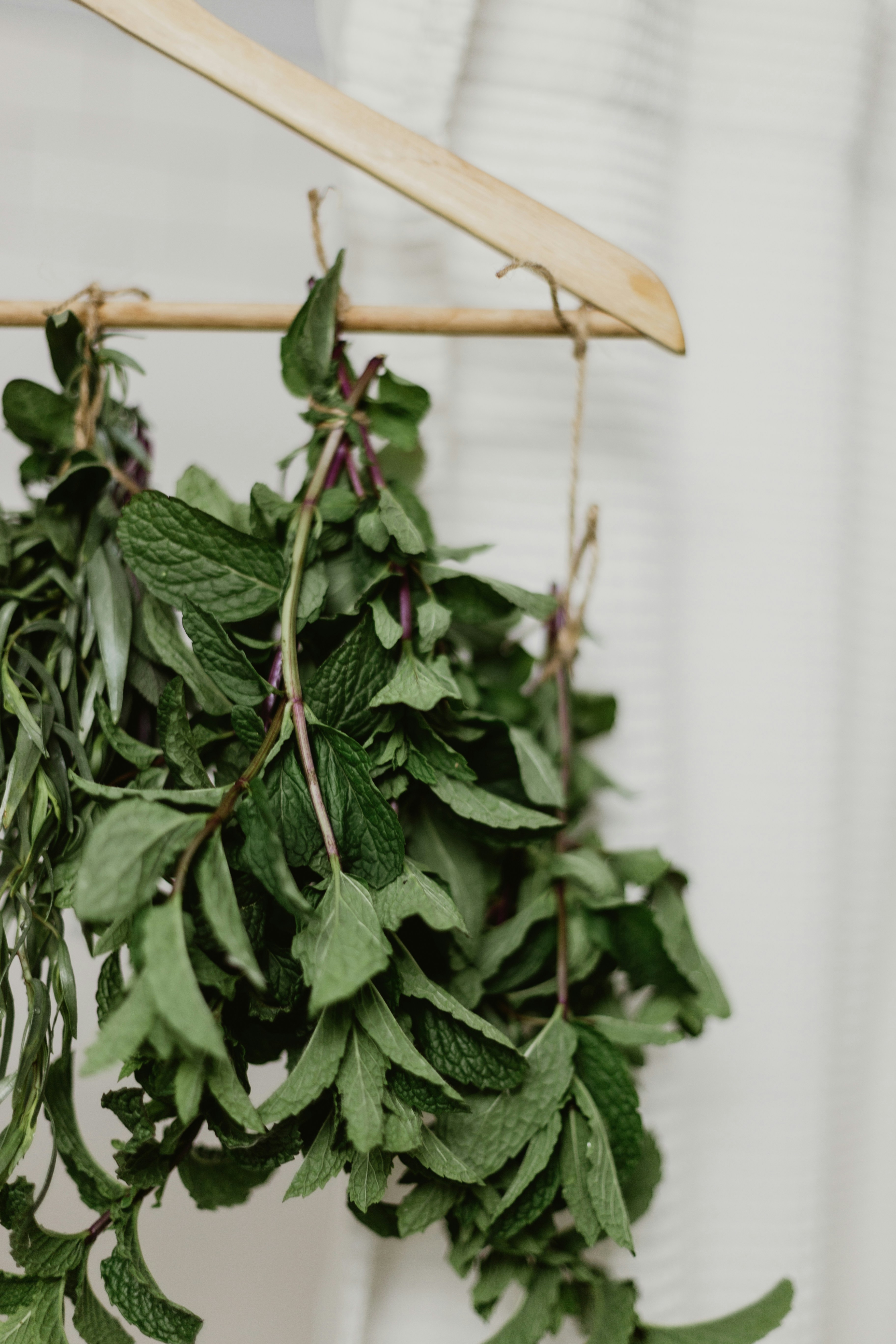 Suspended Mint: Fresh Green Leaves on a Wooden Hanger