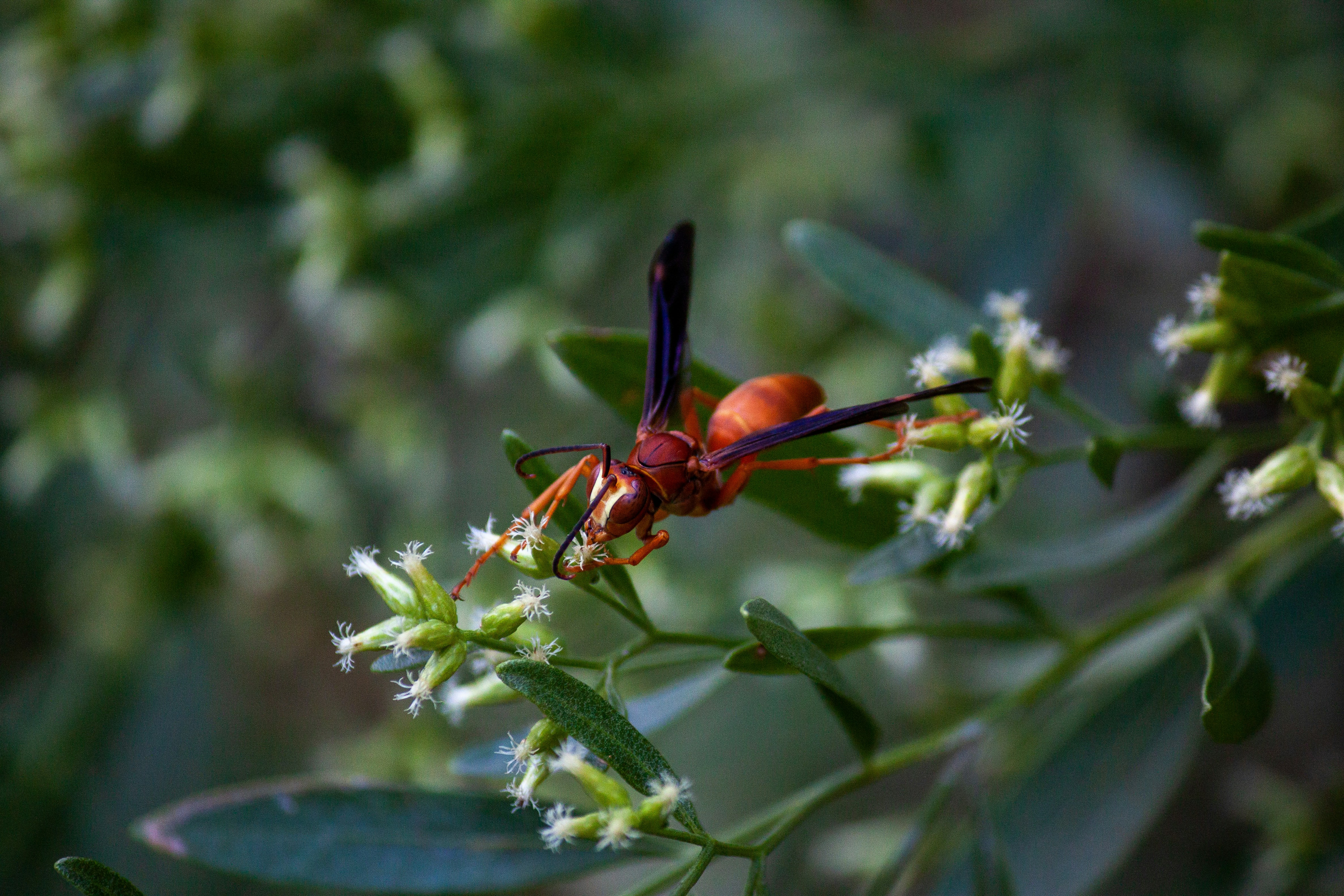 a bug on a plant