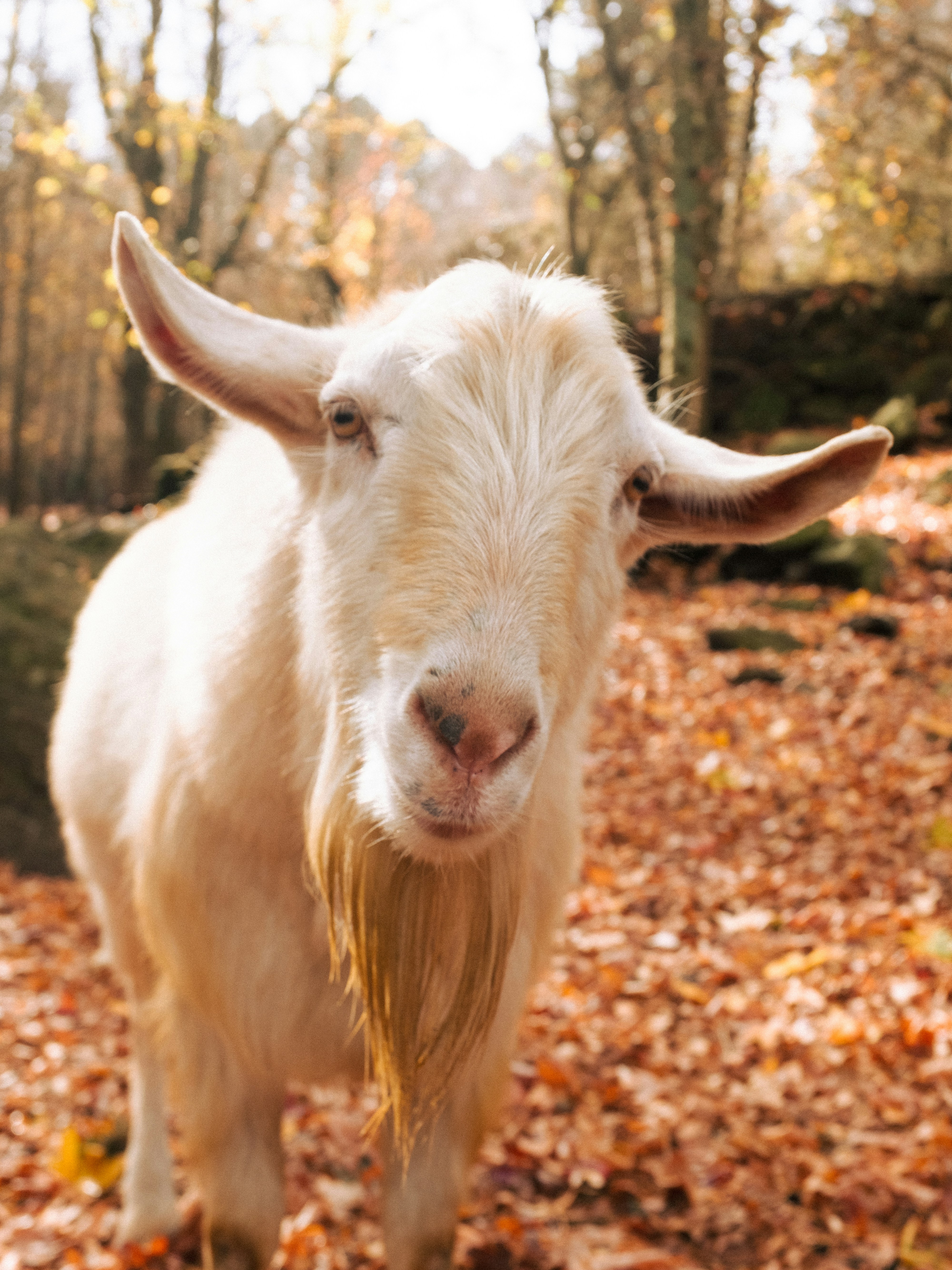 Autumn Gaze: A Curious White Goat in a Leaf-Littered Clearing