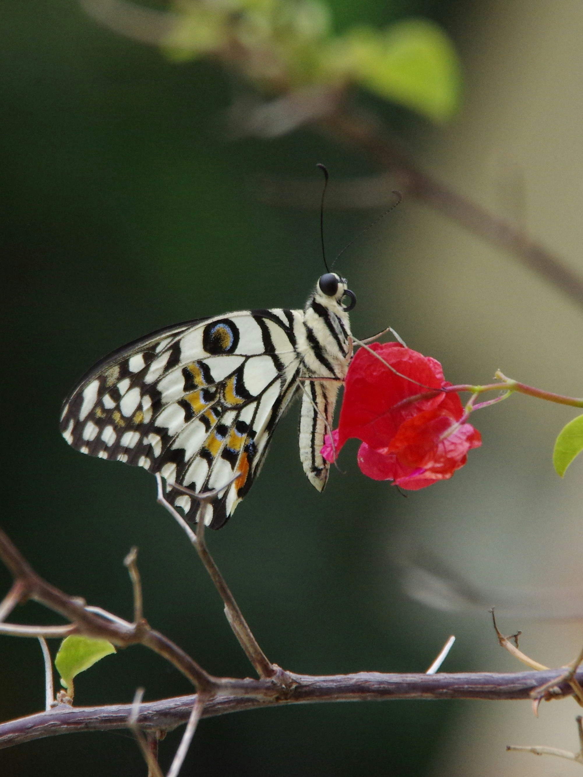 A butterfly perched on a vibrant red flower, showcasing intricate wing patterns against a softly blurred background.