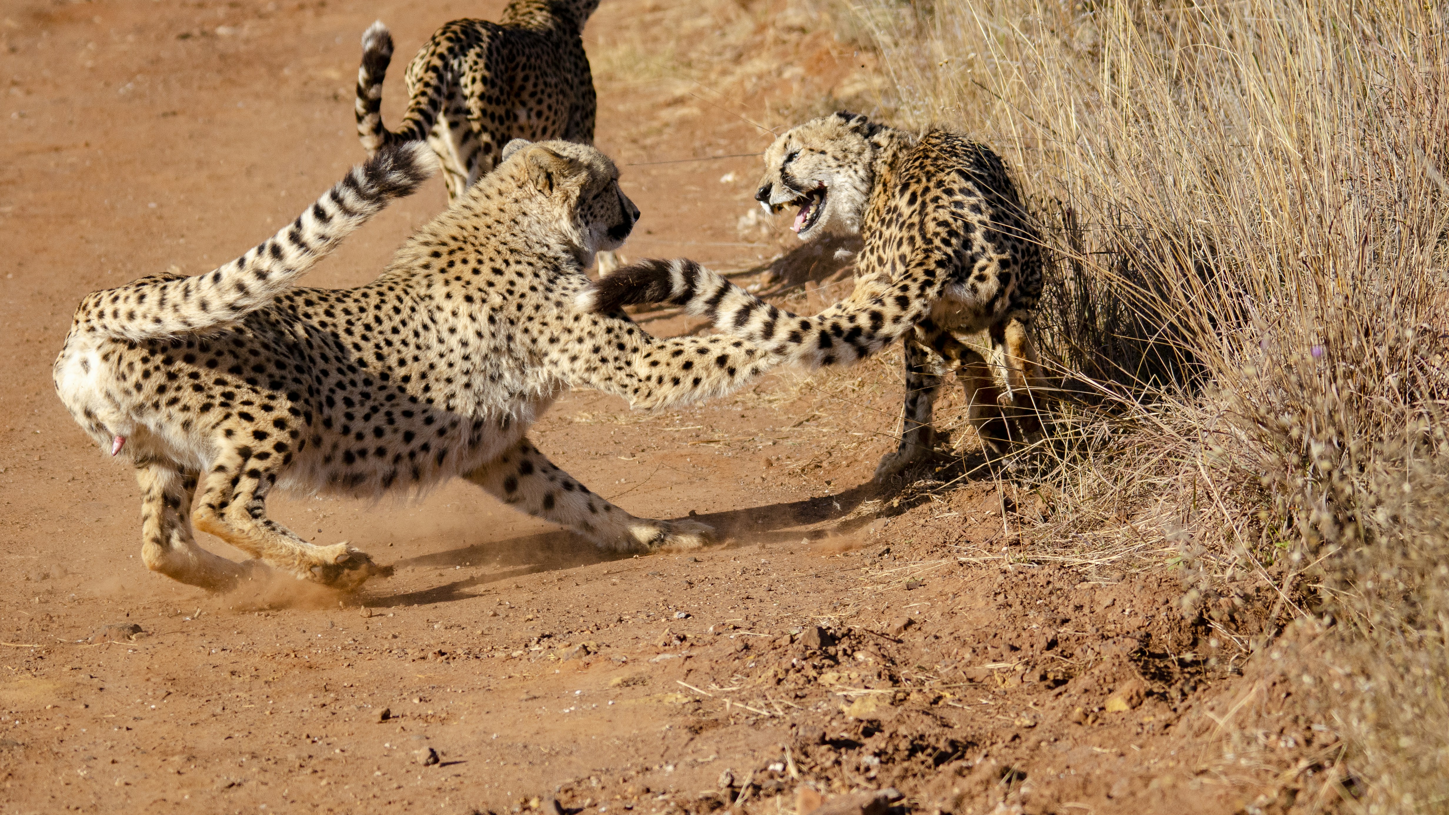 Cheetahs Cubs Running