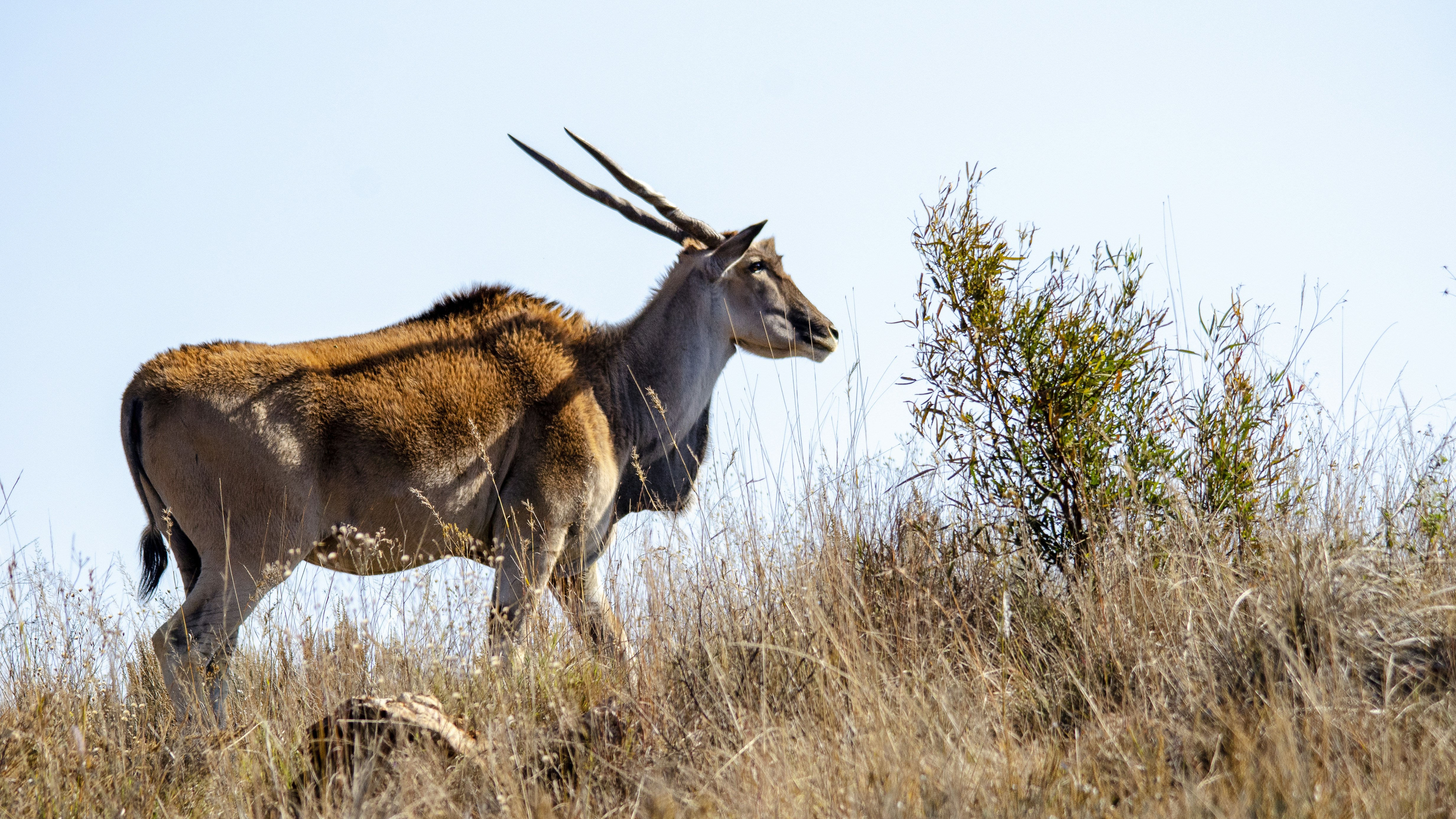 Un animal à cornes debout dans un champ photo – Photo Animal Gratuite ...