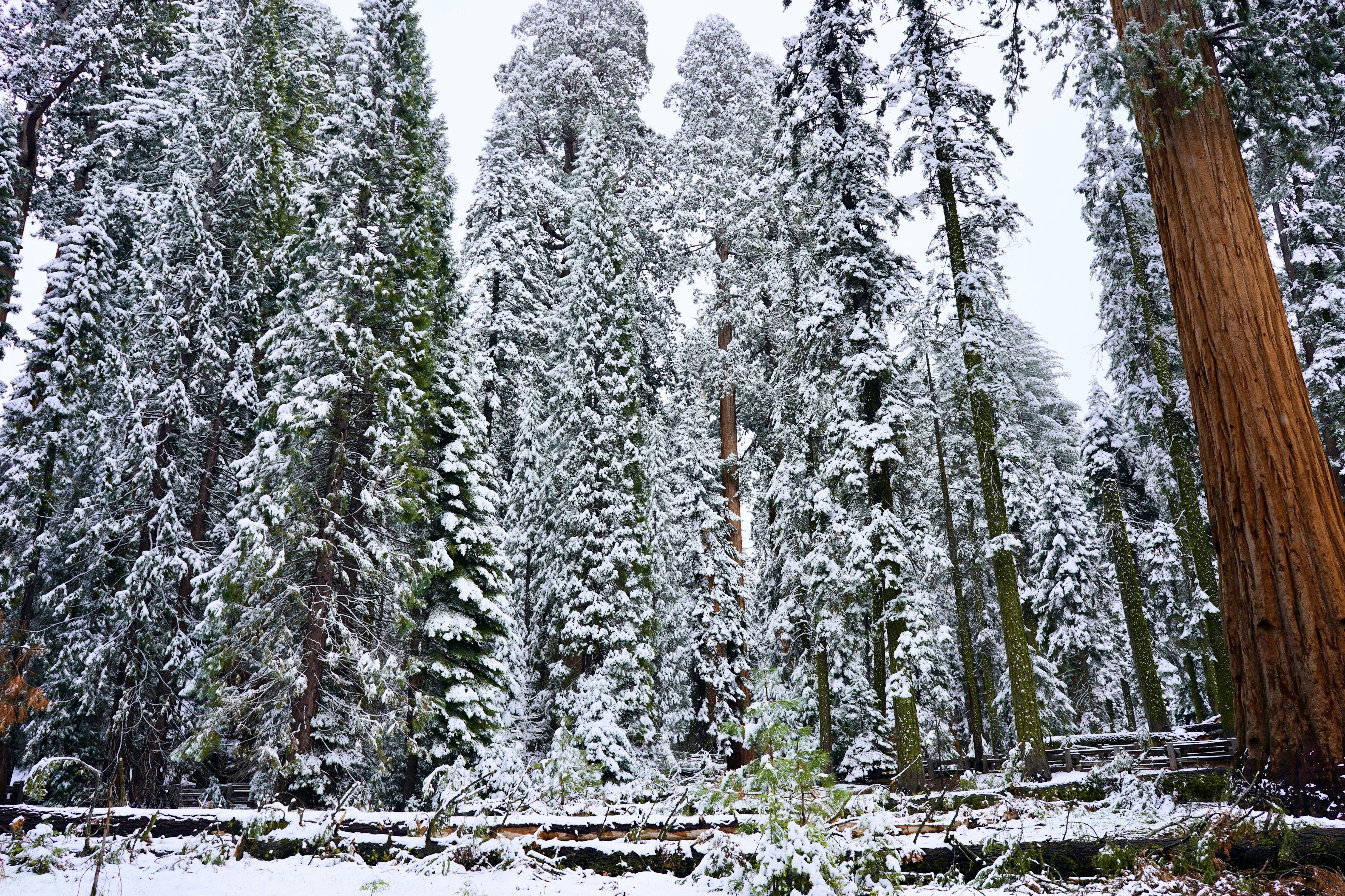 Snow-Cloaked Giants: Forest Floor Under Quiet Winter Light