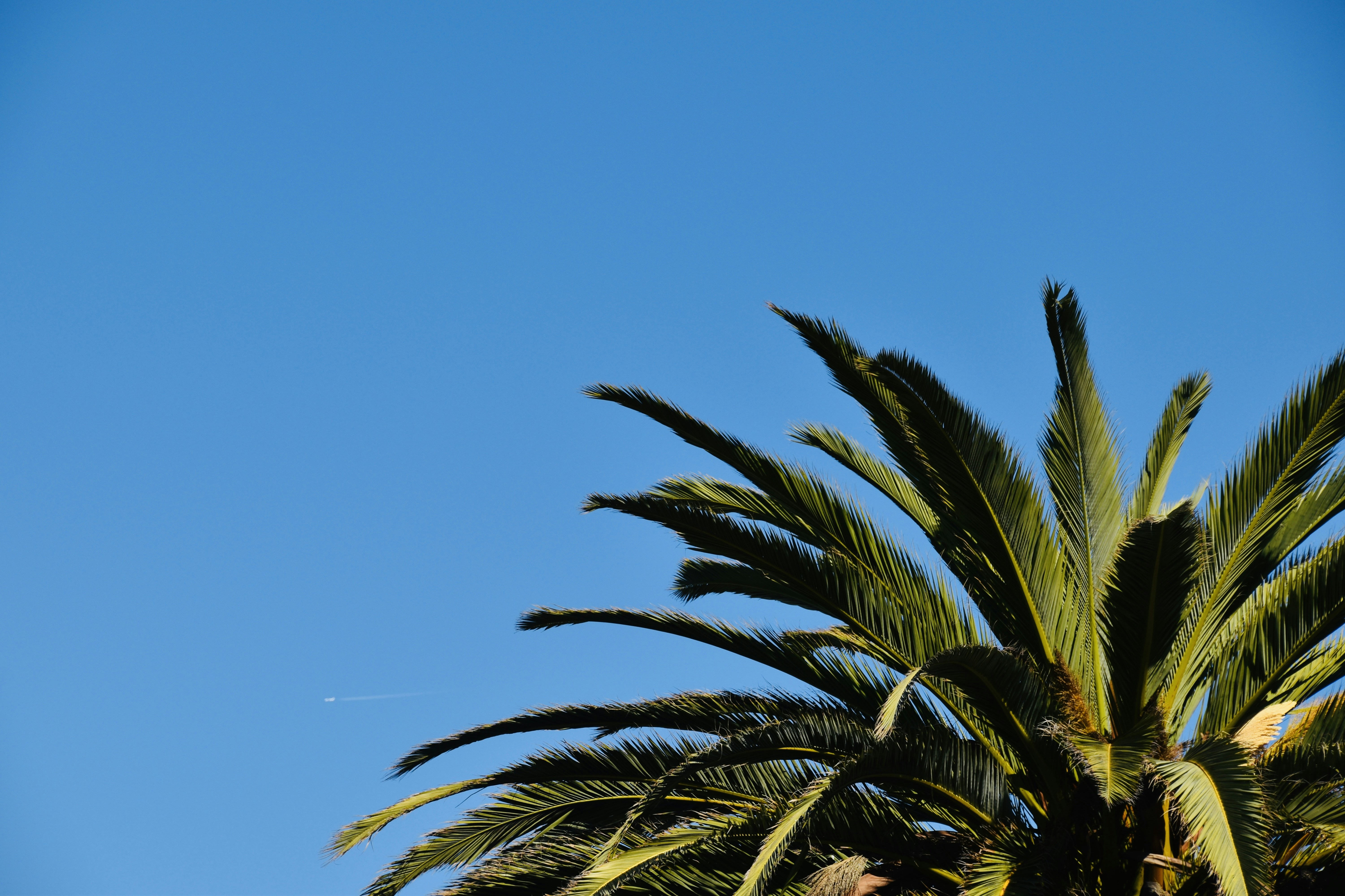 Palm Crown Reaching into a Clear Sky