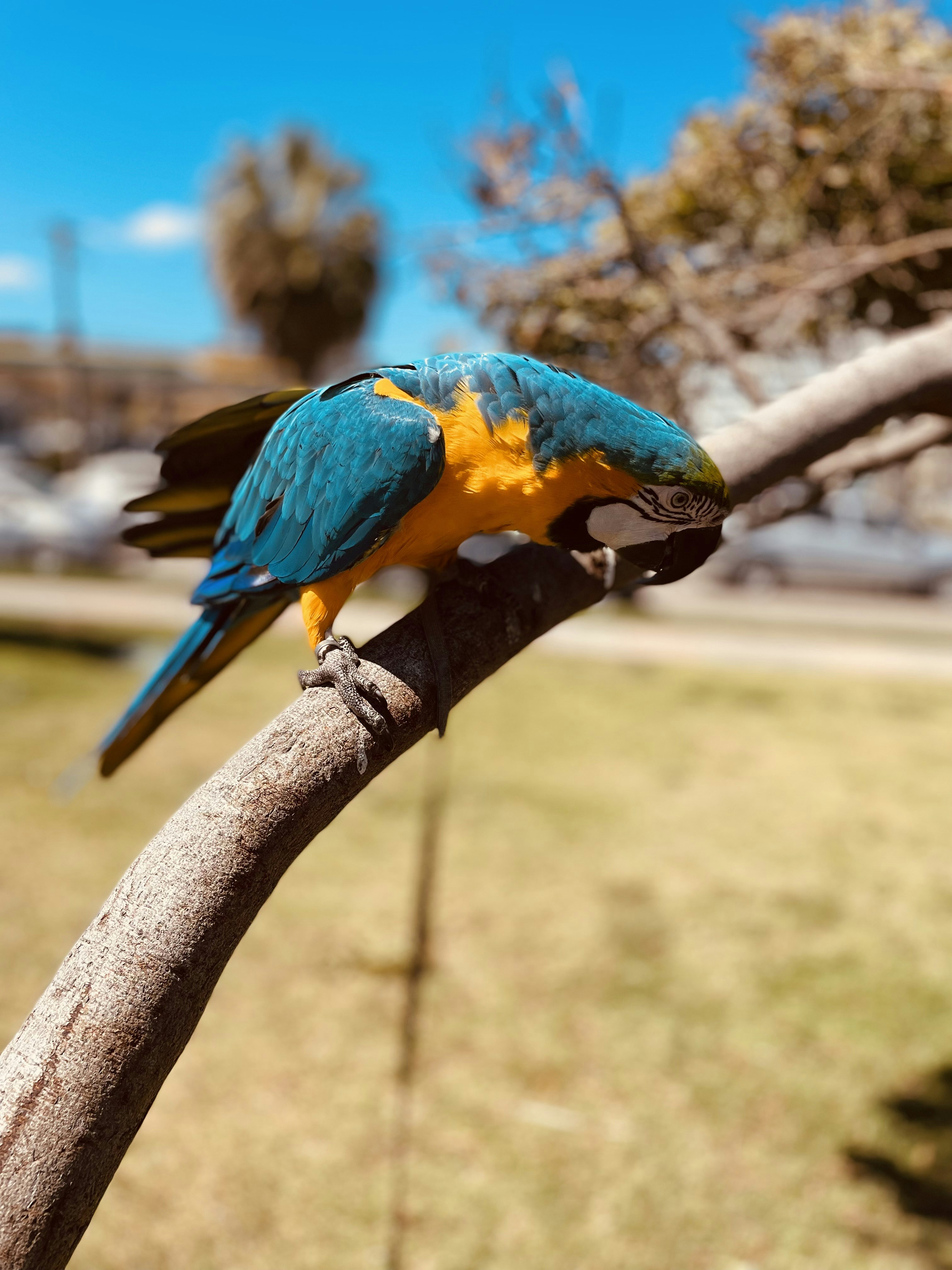 Azure-Gold Macaw Perches on a Weathered Branch in Bright Park Light