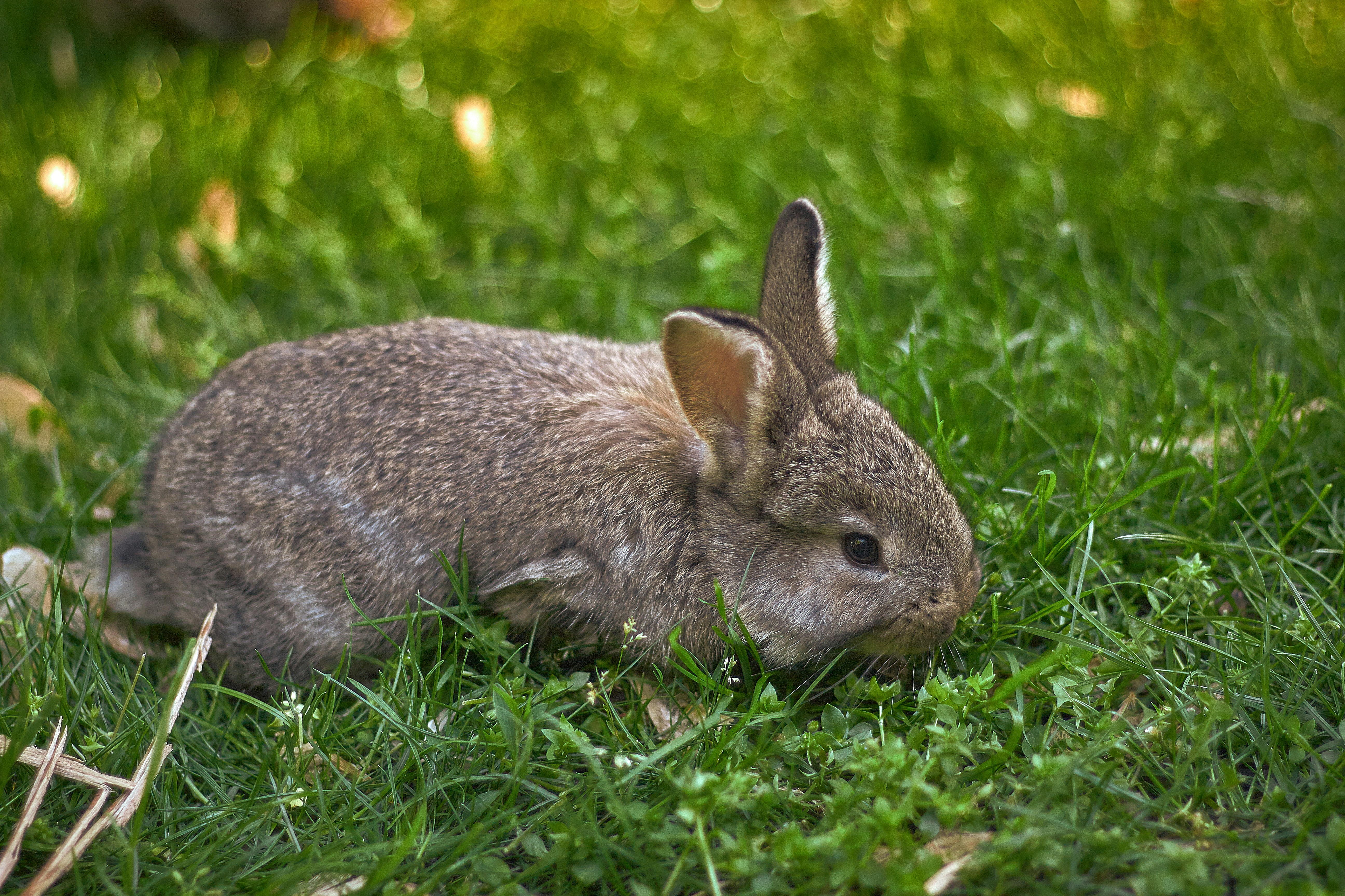 A rabbit in the grass photo – Free Animal Image on Unsplash