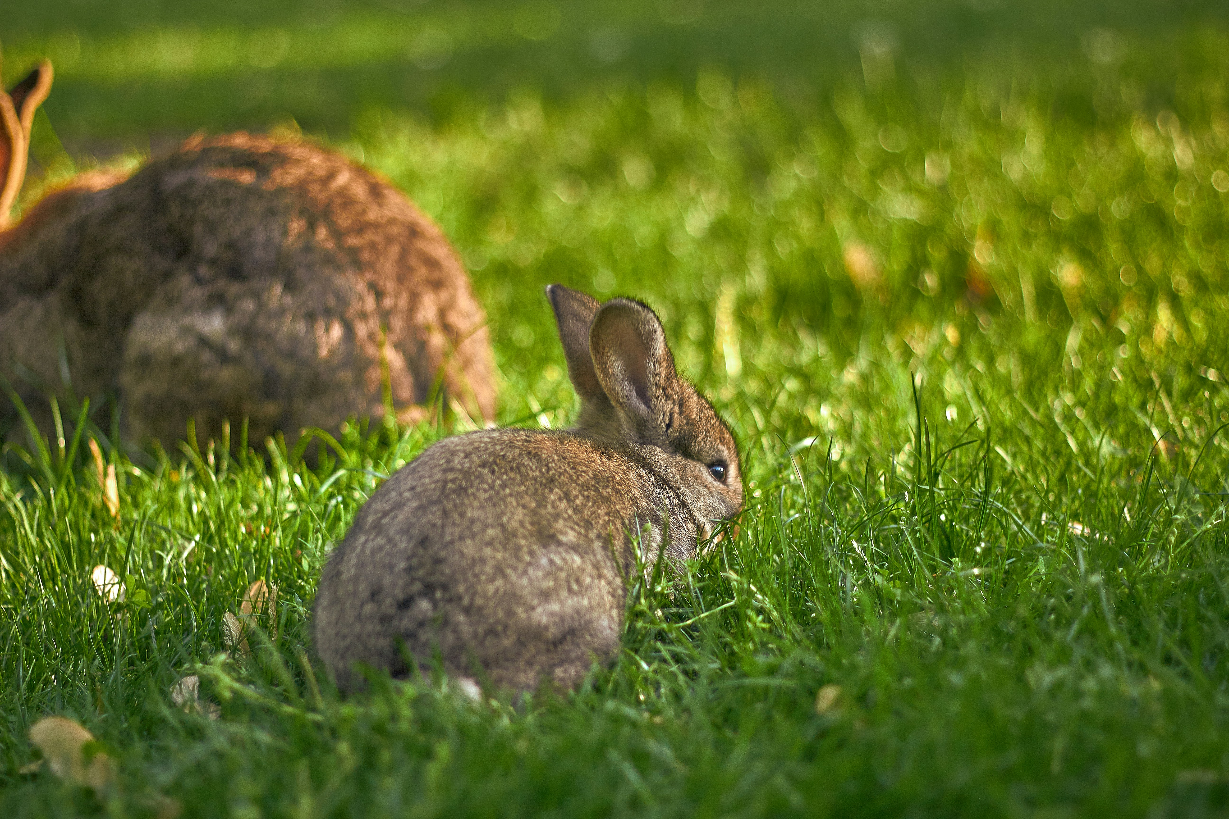 Two rabbits in the grass photo – Free Animal Image on Unsplash