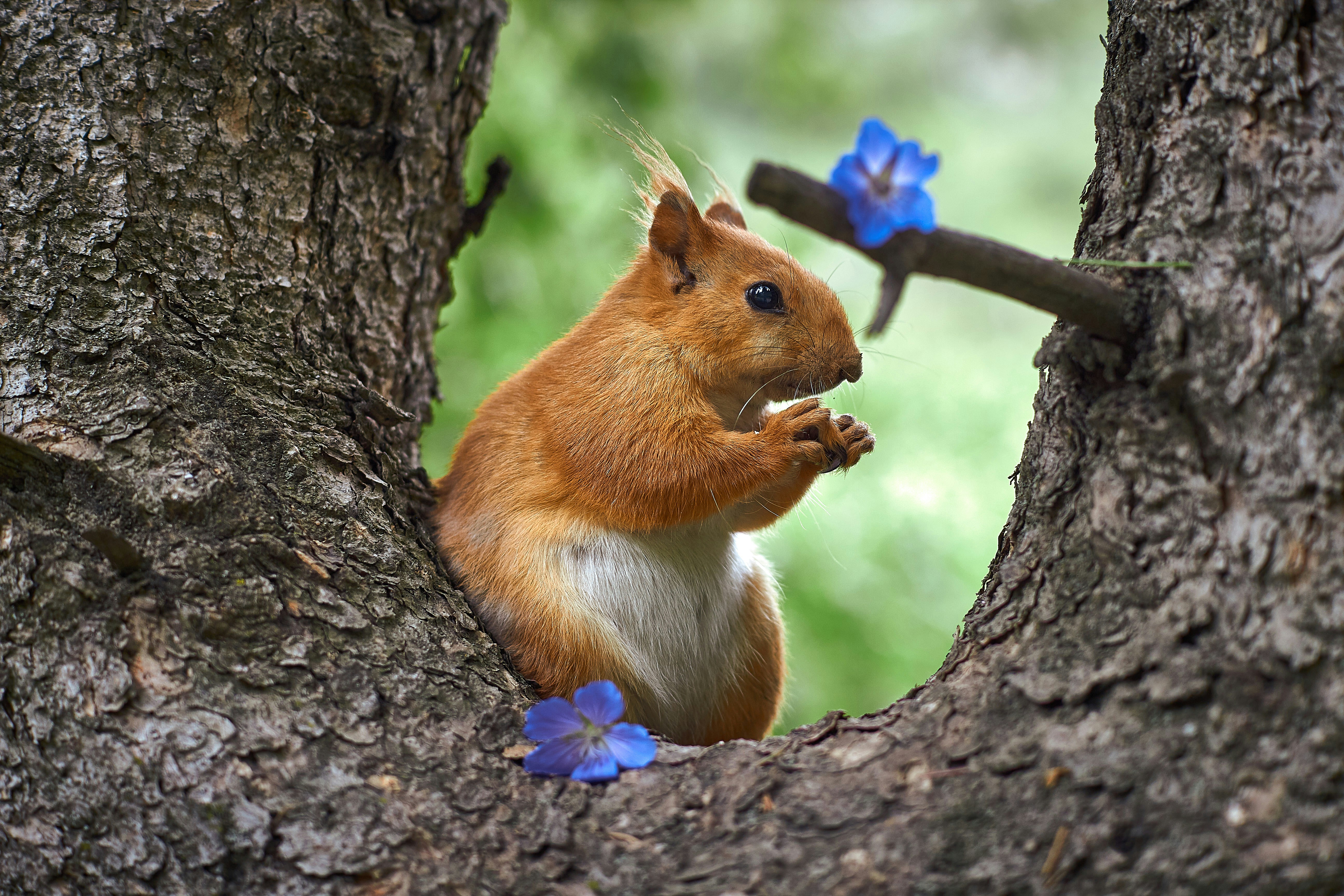 Emerald Window: A Squirrel Pause Between Branches